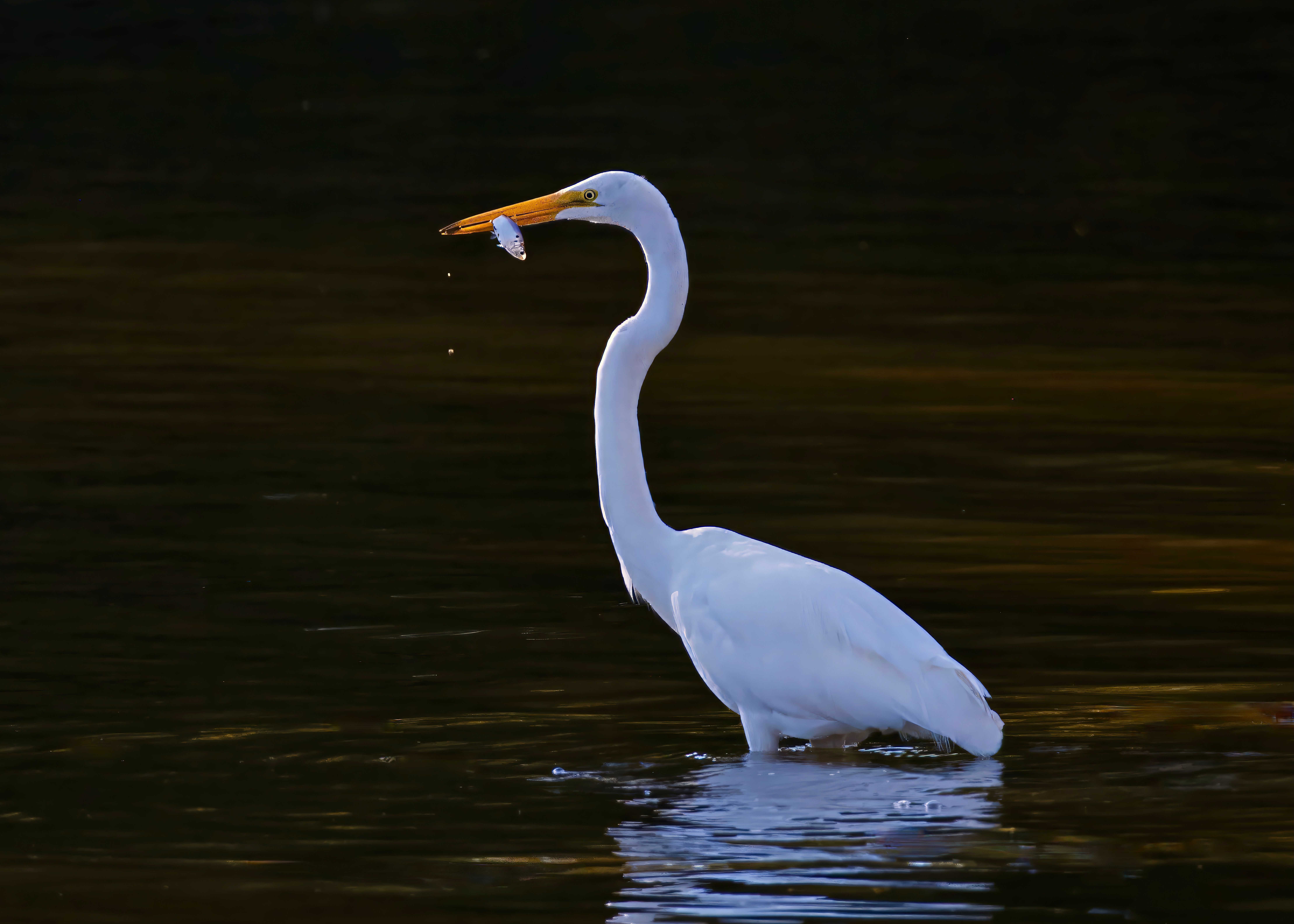 Great Egret fishing in Decatur, Alabama · Free Stock Photo