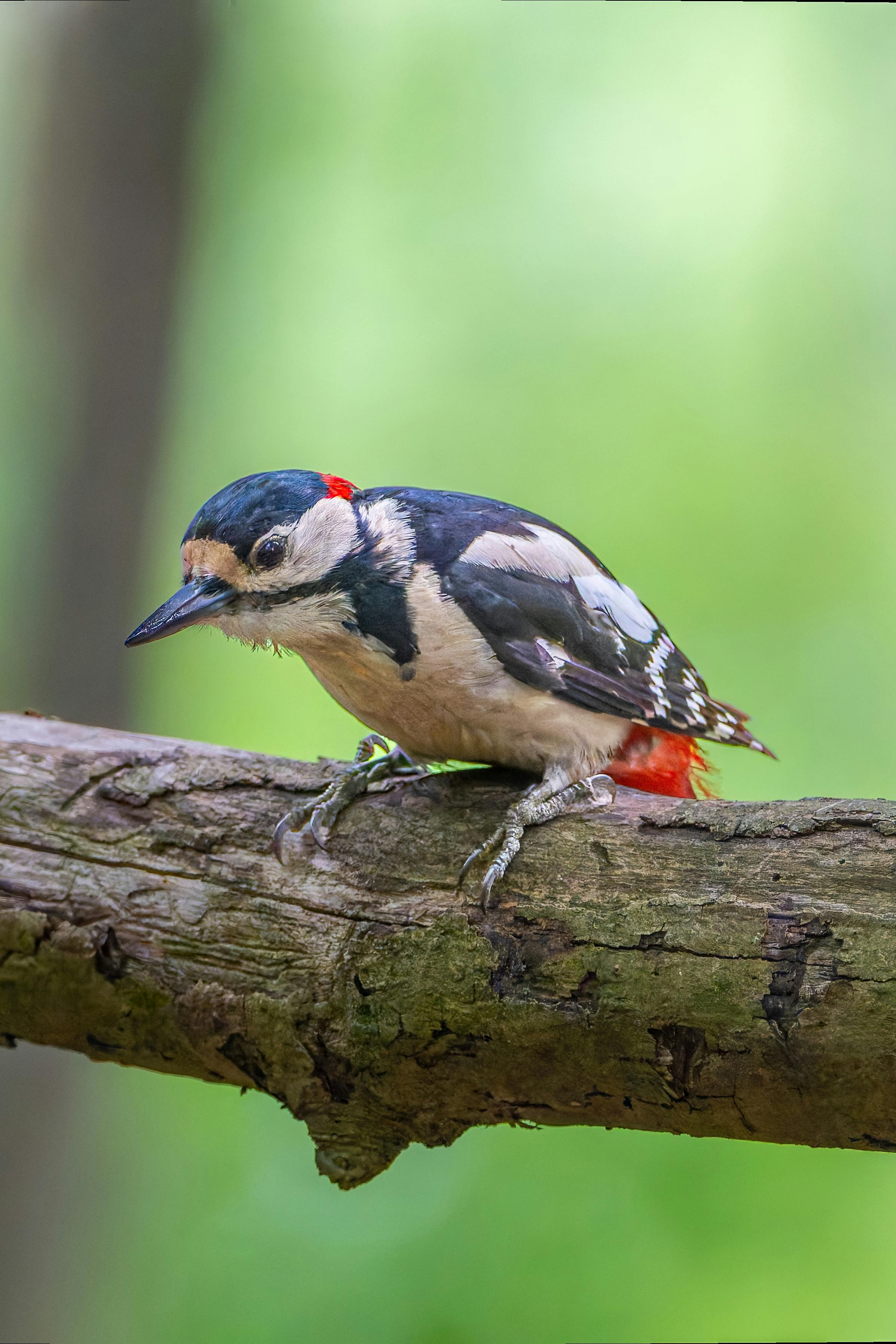 40.000+ melhores imagens de Bokep+barat+full+hd · Download 100% grátis · Fotos profissionais do ...