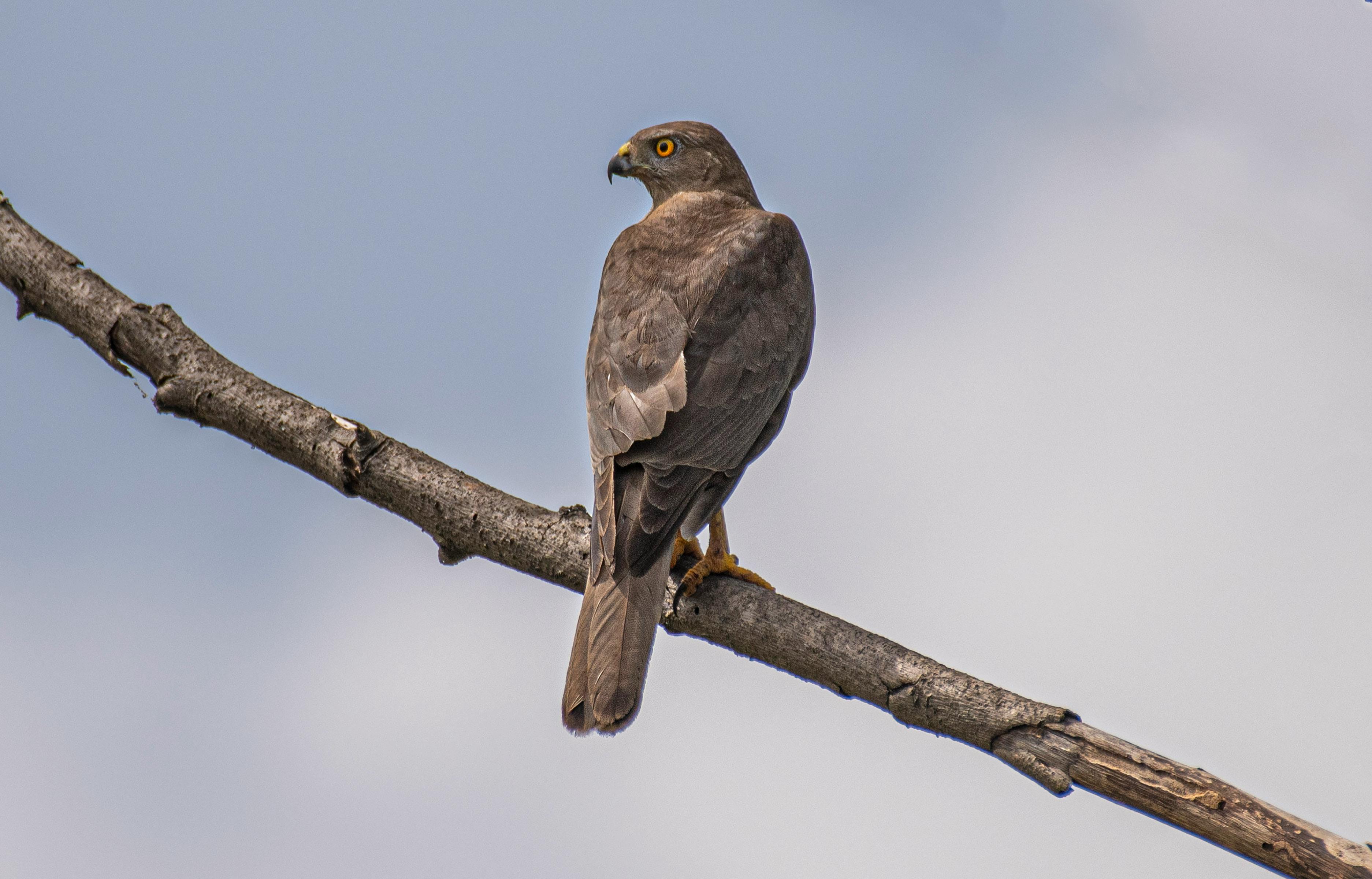 Stealth Bombare Photos, Download The BEST Free Stealth Bombare Stock ...