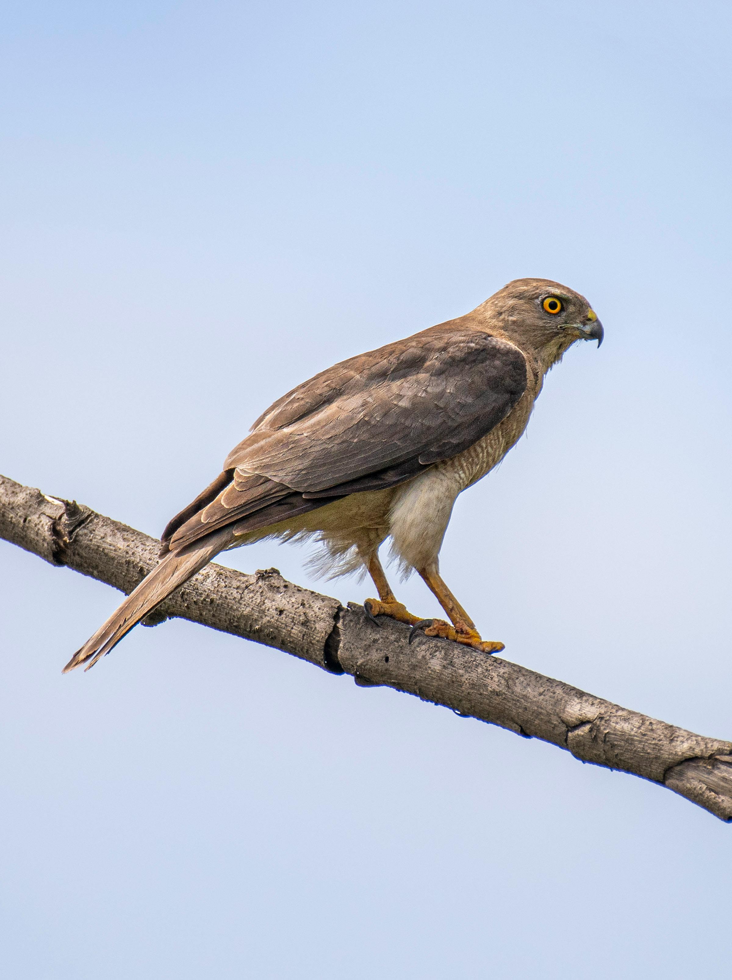 Shikra Hawk Perched on a Tree Branch · Free Stock Photo