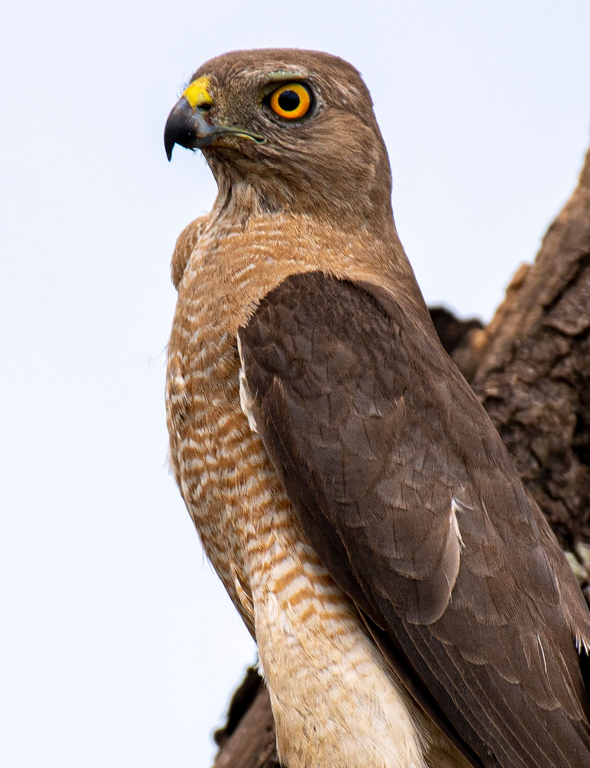 Close-Up of Shikra Hawk Perched with Intense Gaze · Free Stock Photo