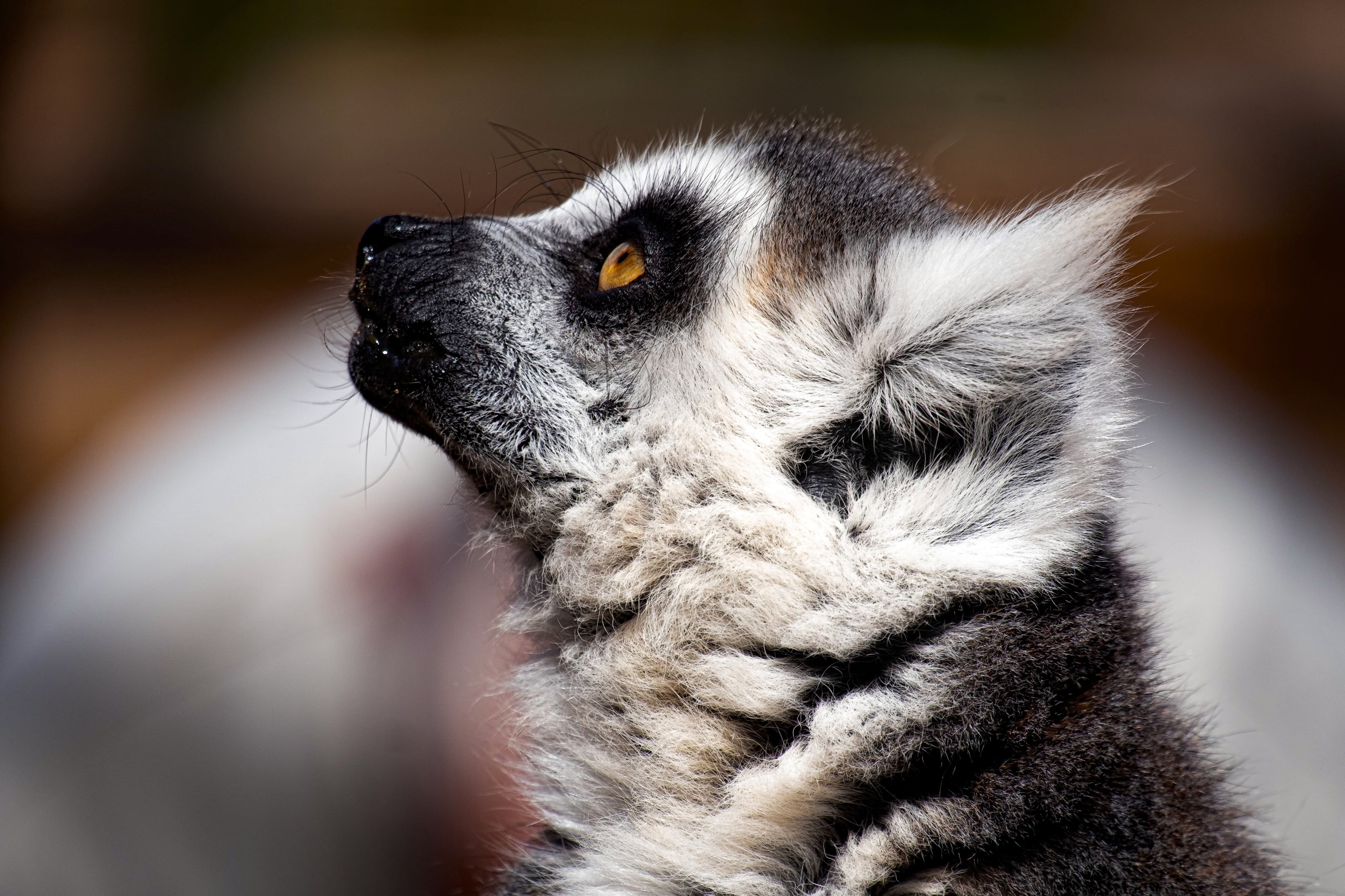 Closeup of a Ring-Tailed Lemur in Profile · Free Stock Photo