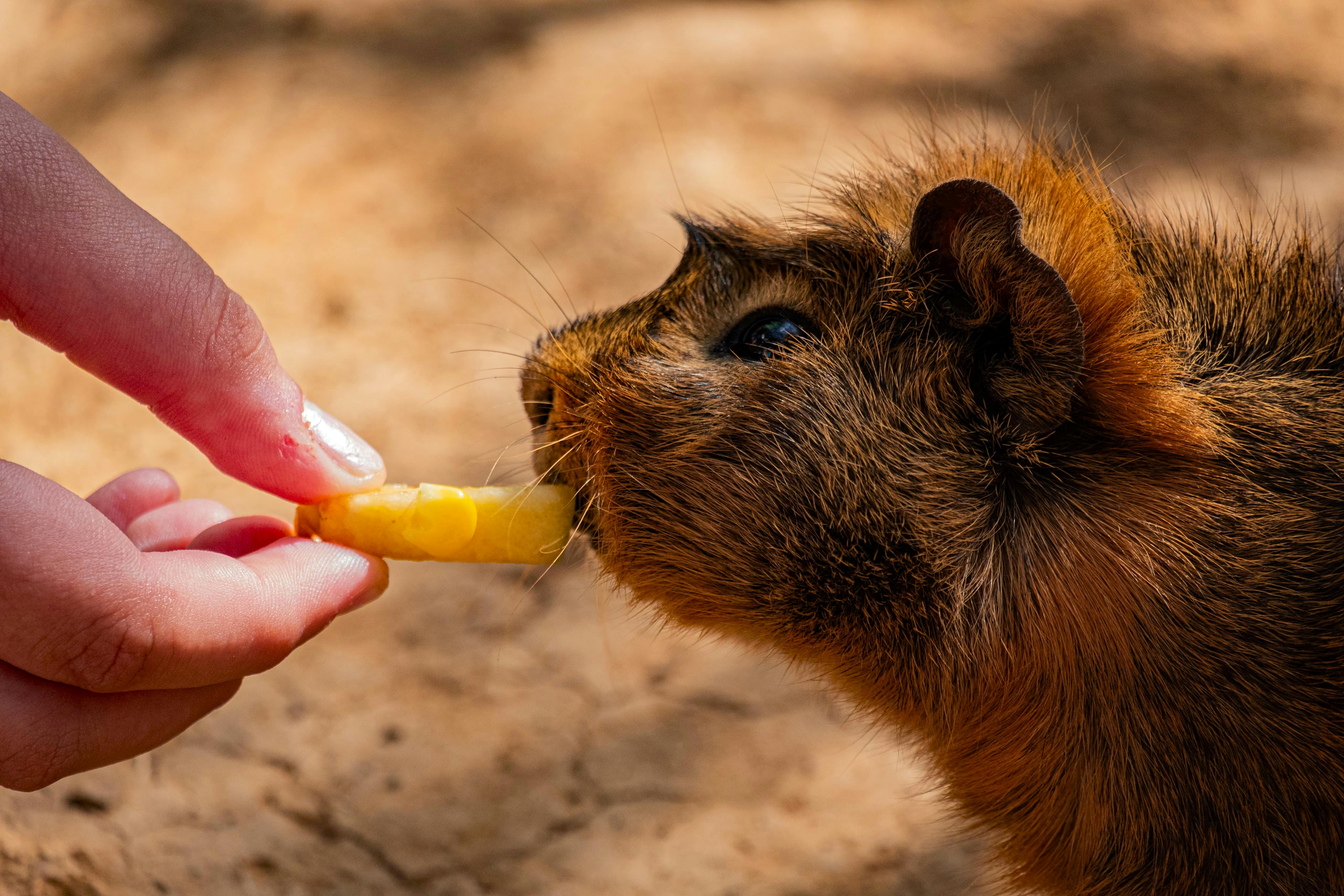 Capybara And Corn Photos, Download The BEST Free Capybara And Corn ...