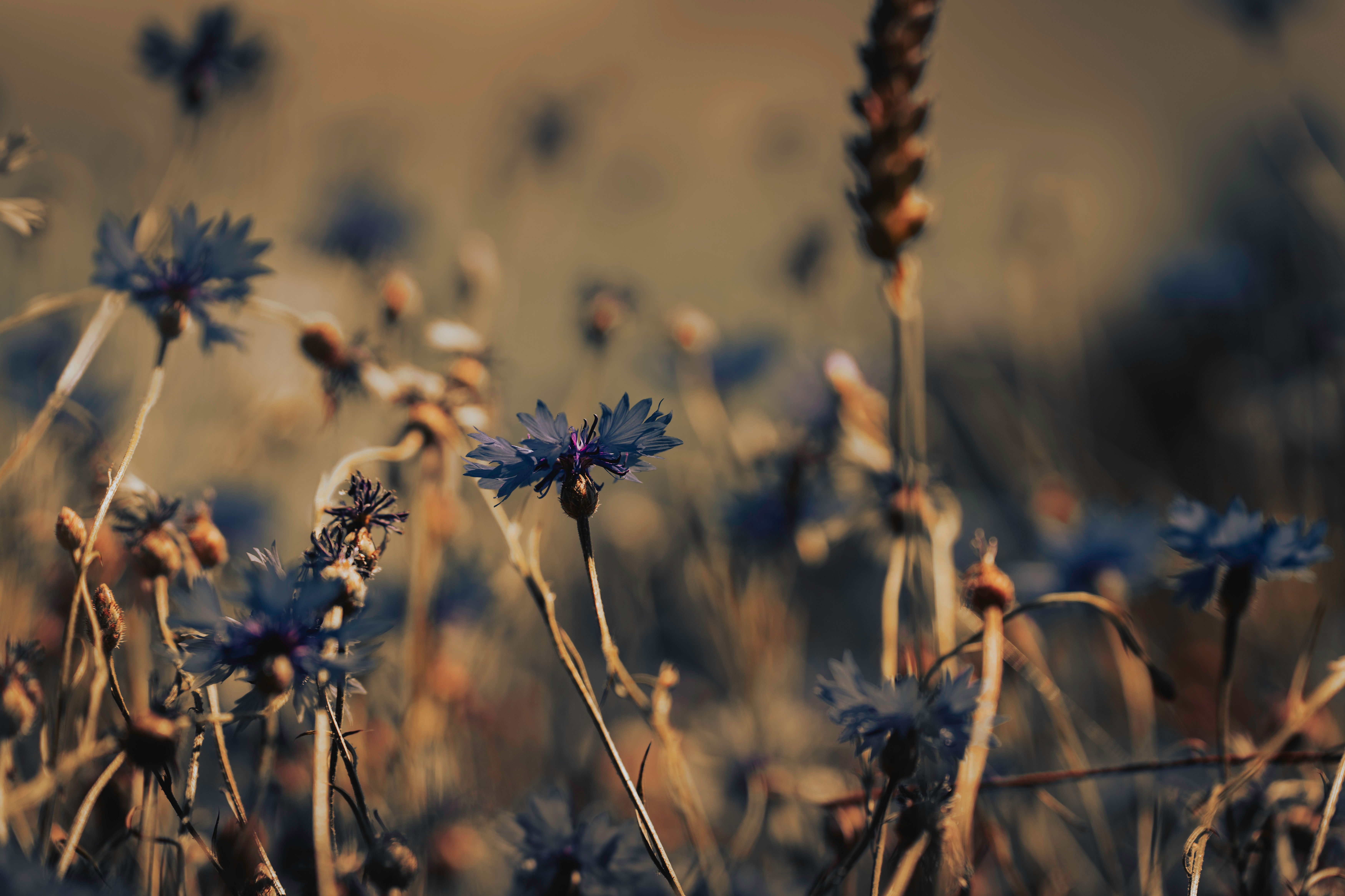 Serene Cornflower Field at Sunset · Free Stock Photo