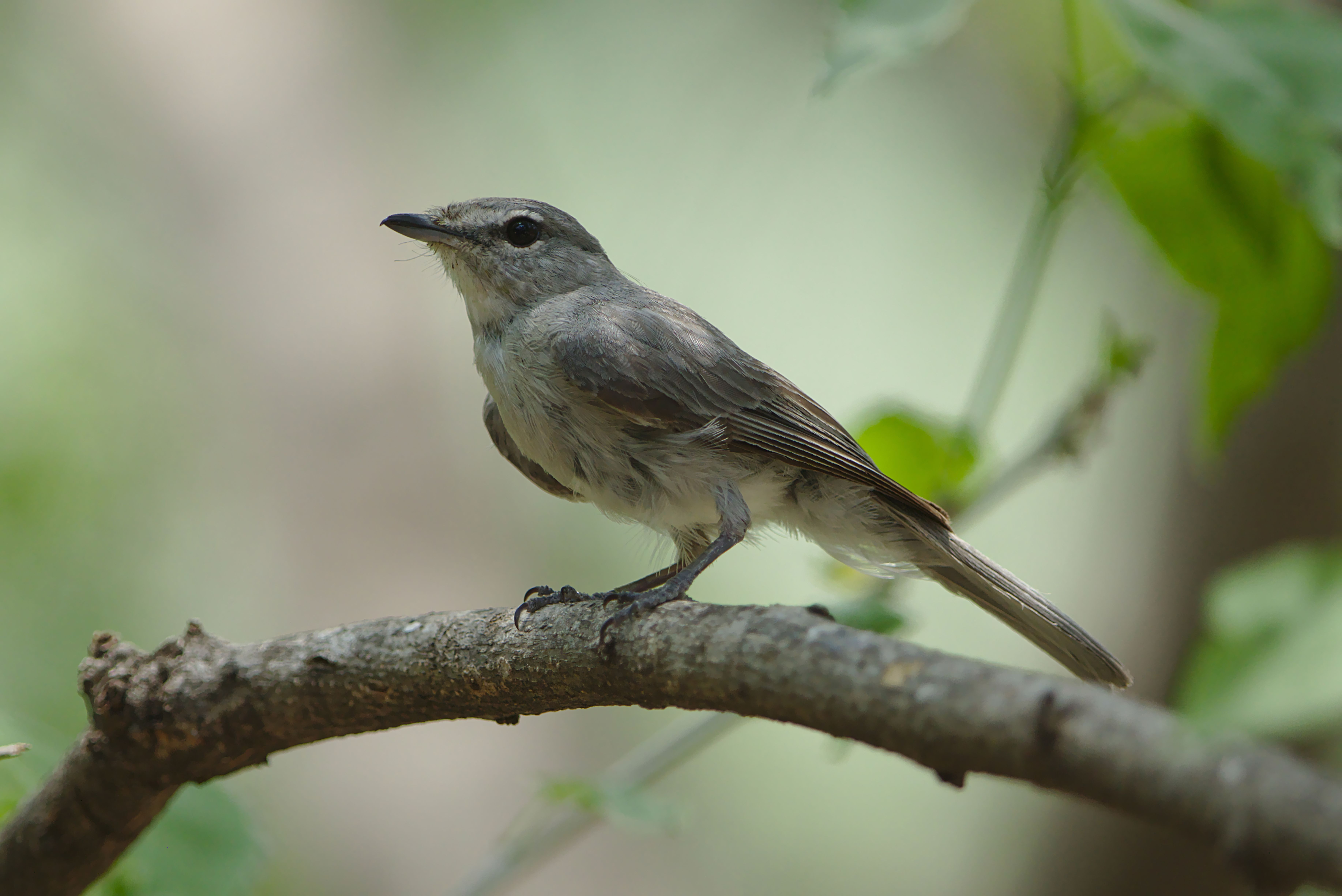 Ashy Flycatcher Perched in South African Park · Free Stock Photo
