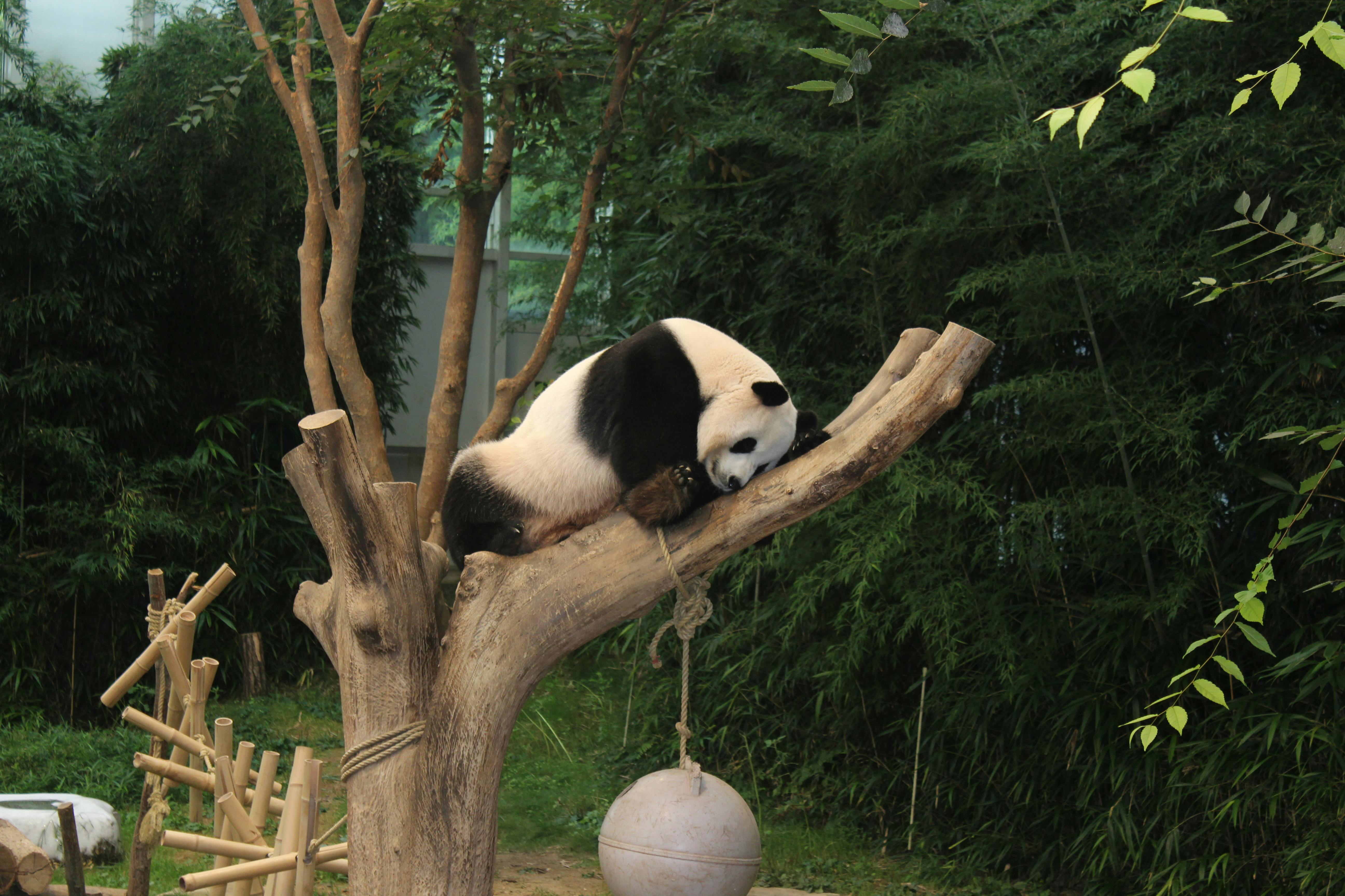 Giant Panda Habitat: Why It's Crucial for Their Survival