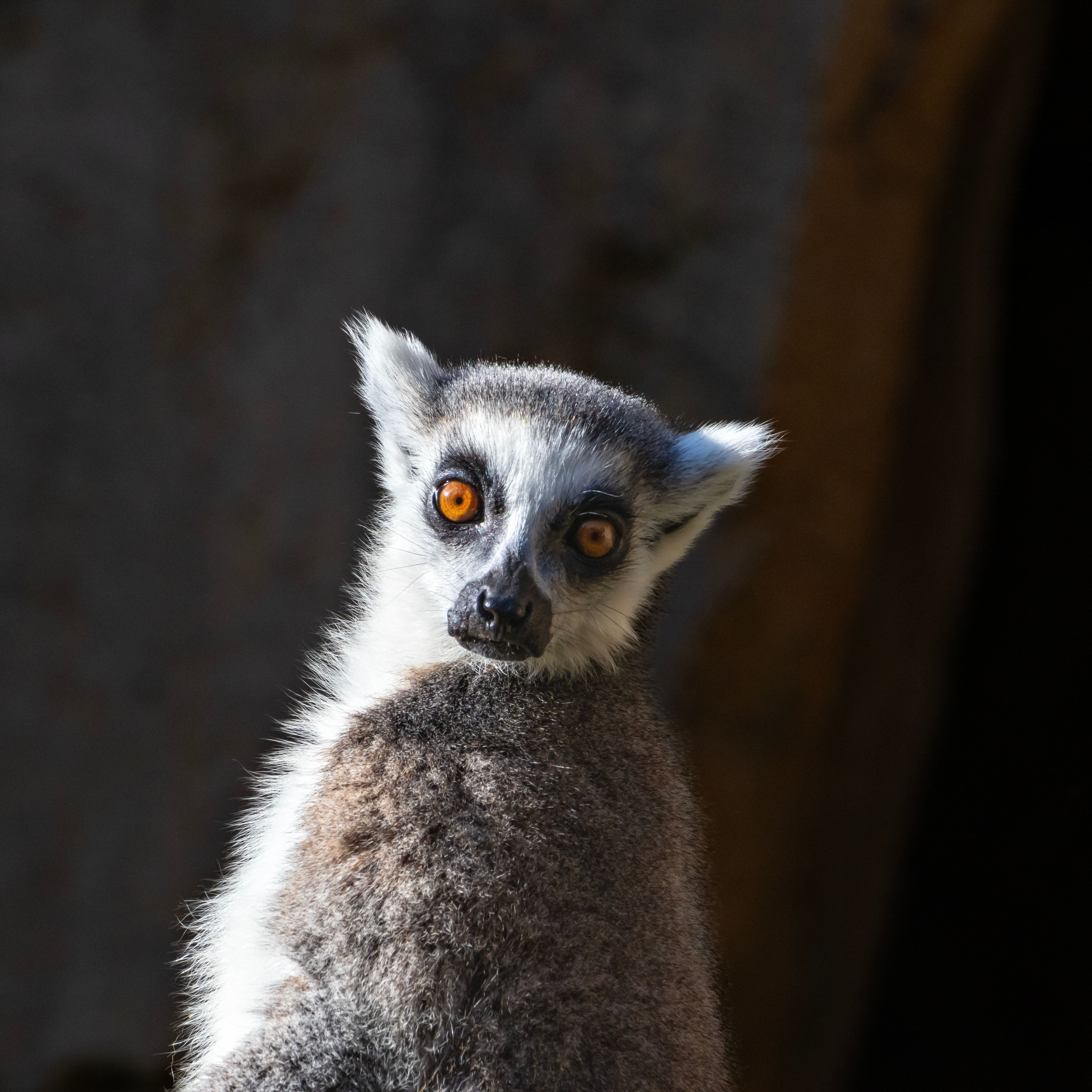 Close-up of a Ring-tailed Lemur in Sunlight · Free Stock Photo