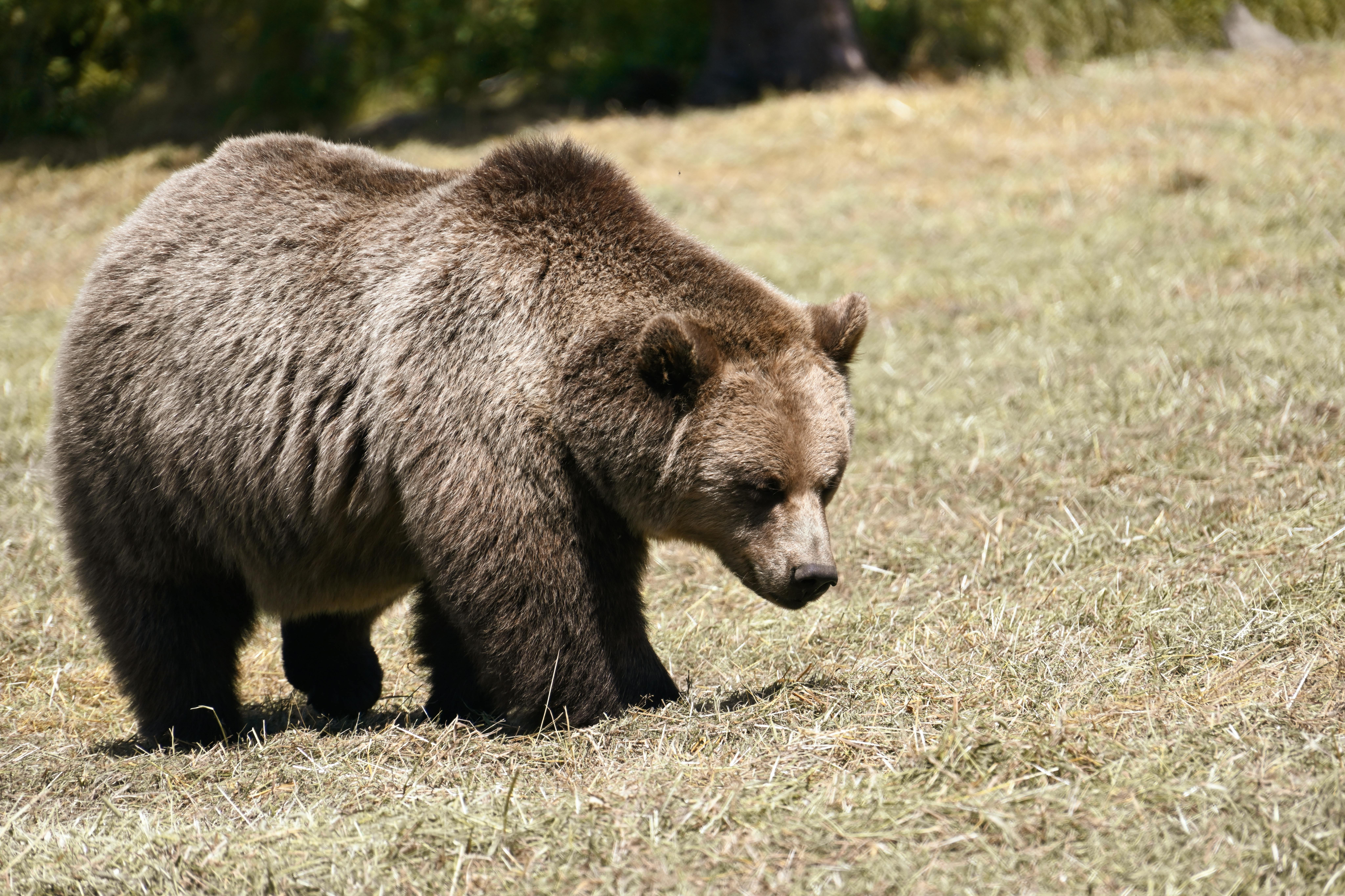Brown Bear in Wildlife Park in Poing, Germany · Free Stock Photo