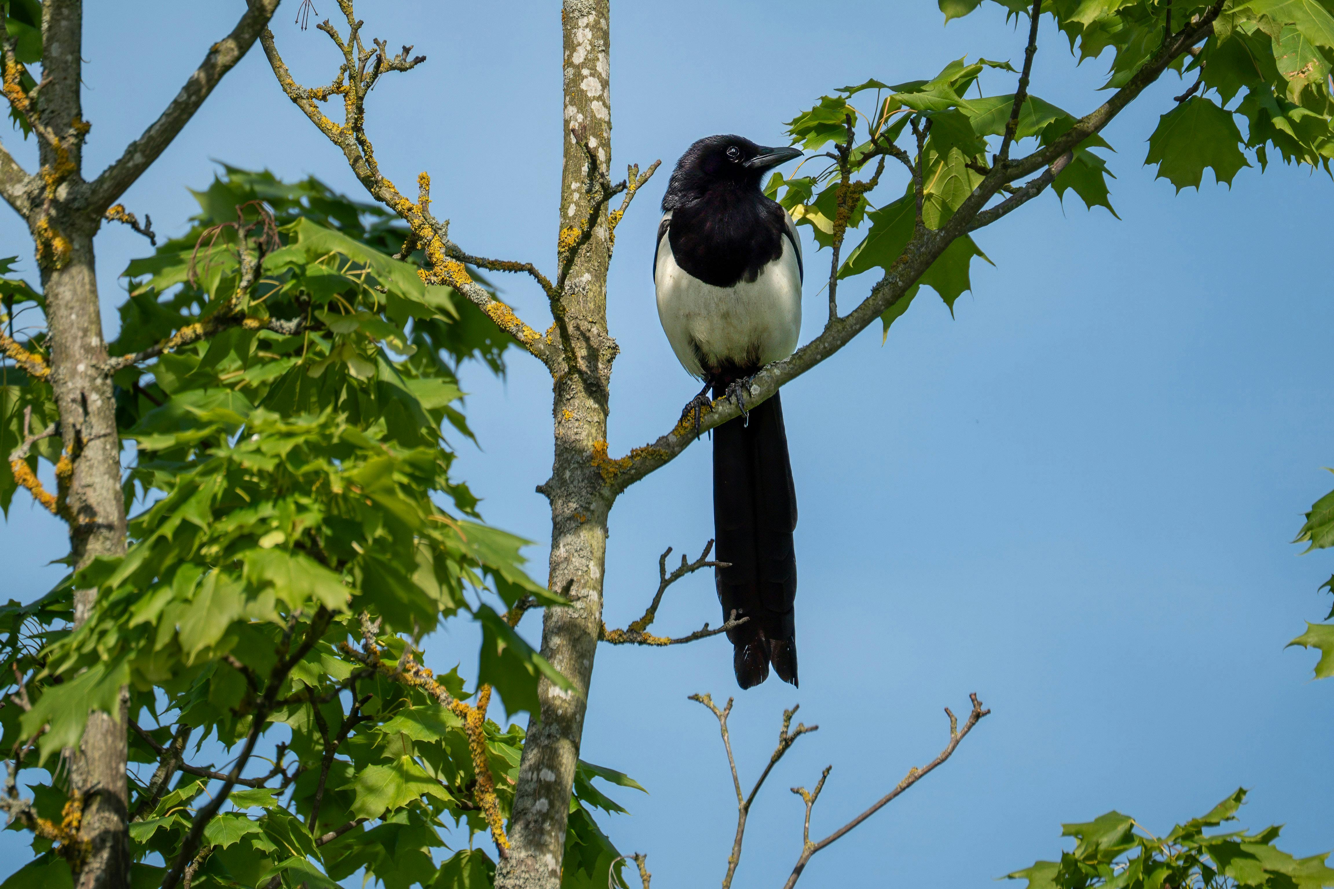 Magpie Bird Photos, Download The BEST Free Magpie Bird Stock Photos ...