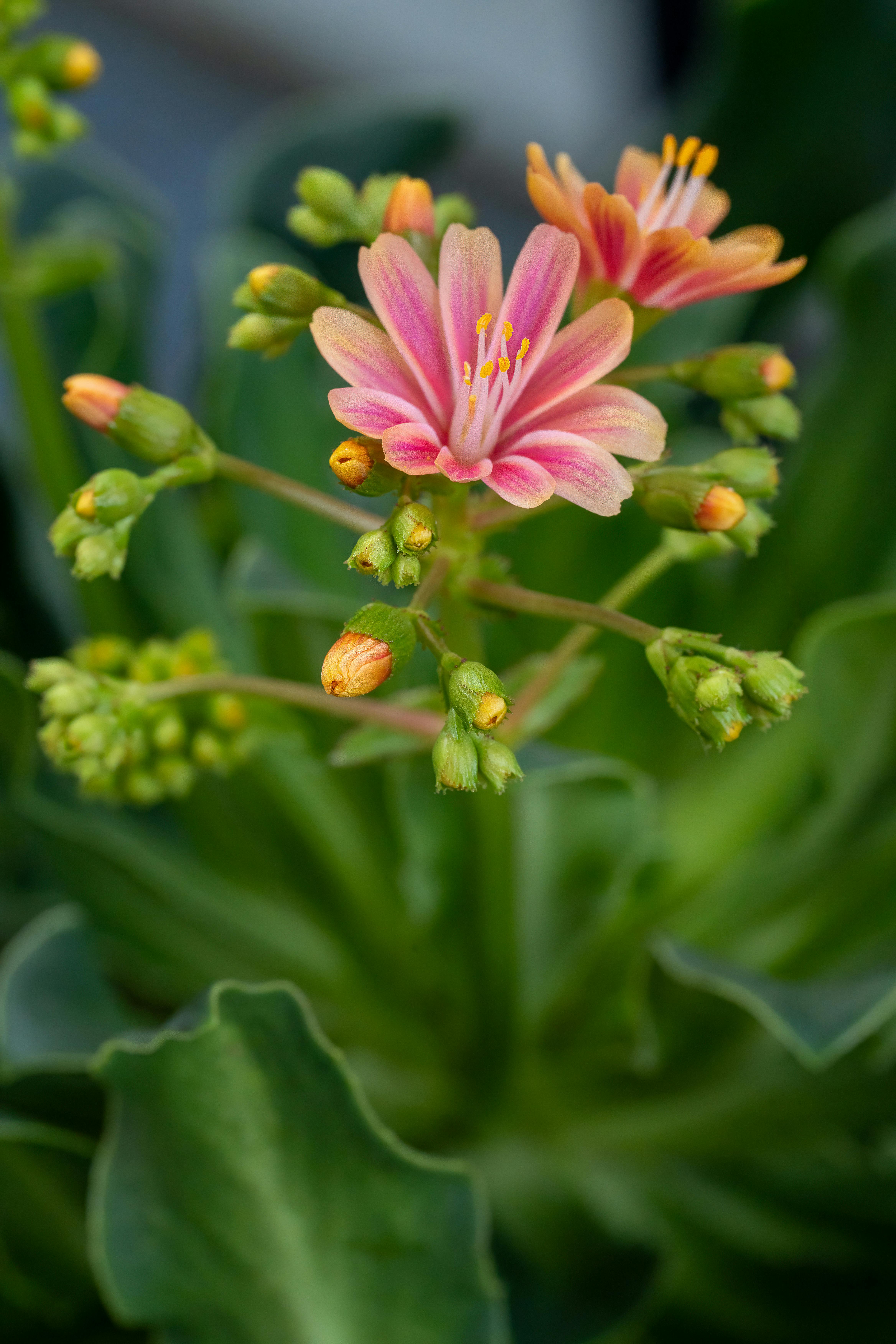 Colorful Lewisia Flowers in Bloom Close-up · Free Stock Photo