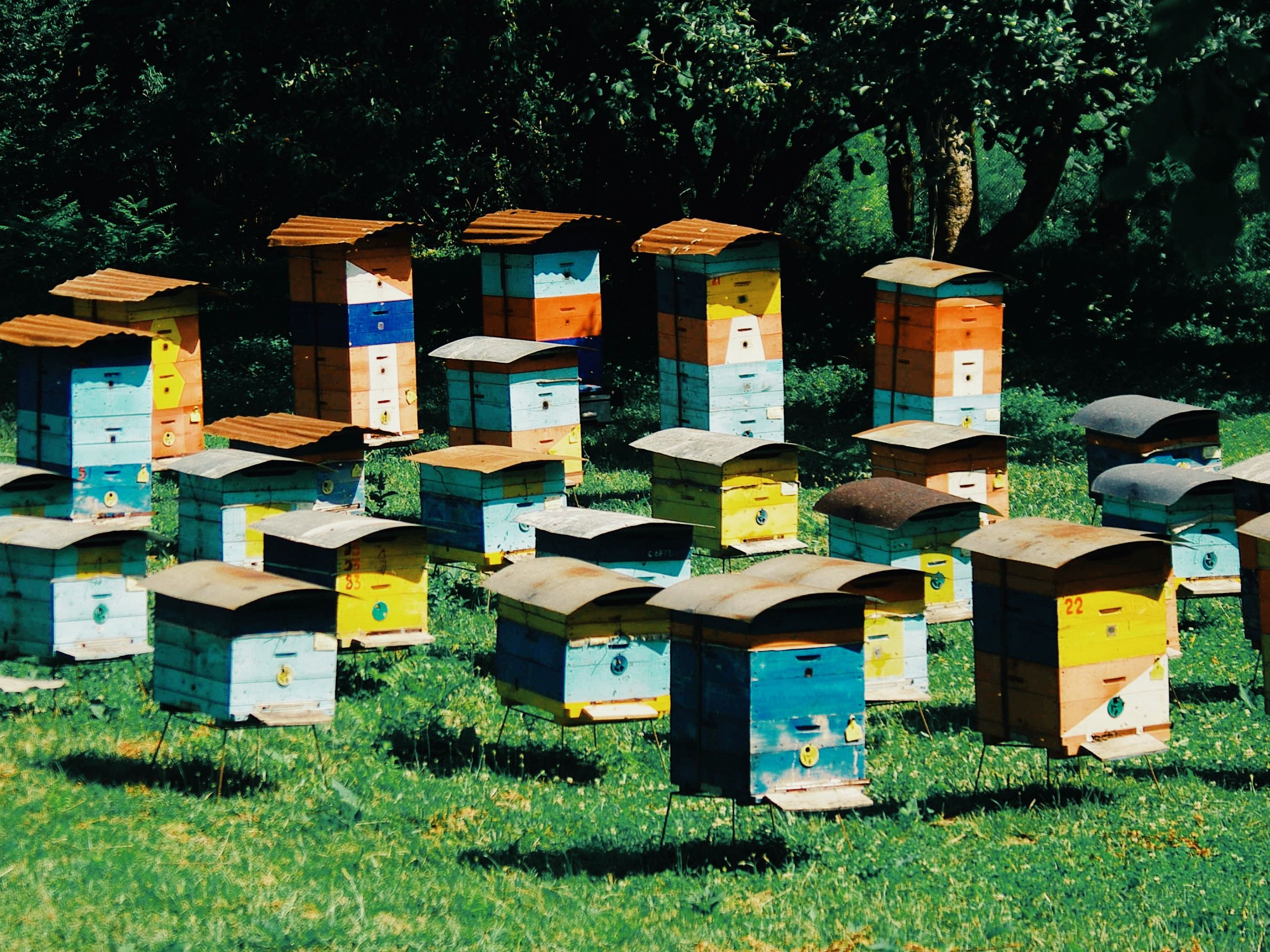 Colorful Beehives in Lush Garden During Summer · Free Stock Photo