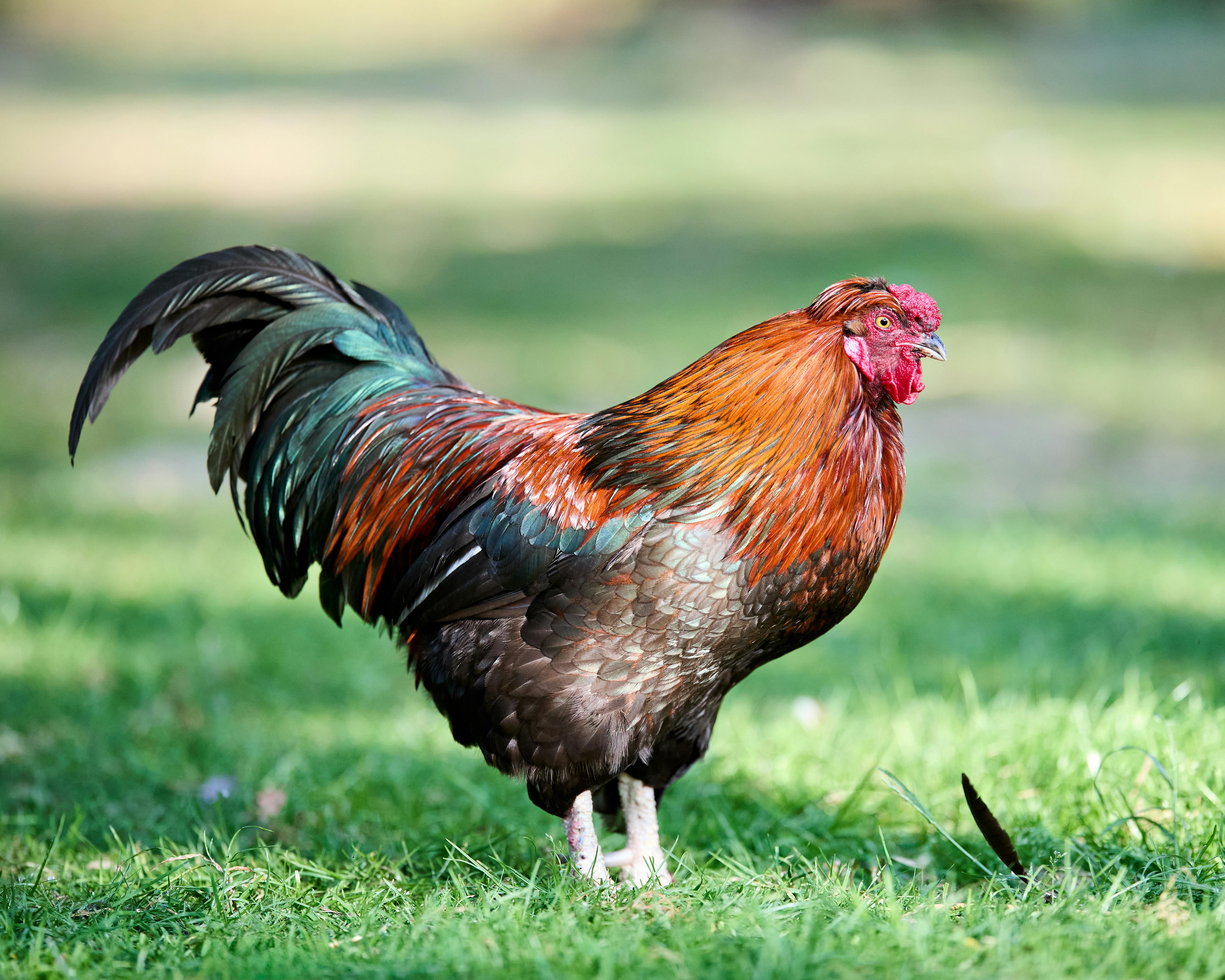 Un Gallo Colorido, Con Su Vibrante Plumaje Rojo Y Verde, Se Yergue ...