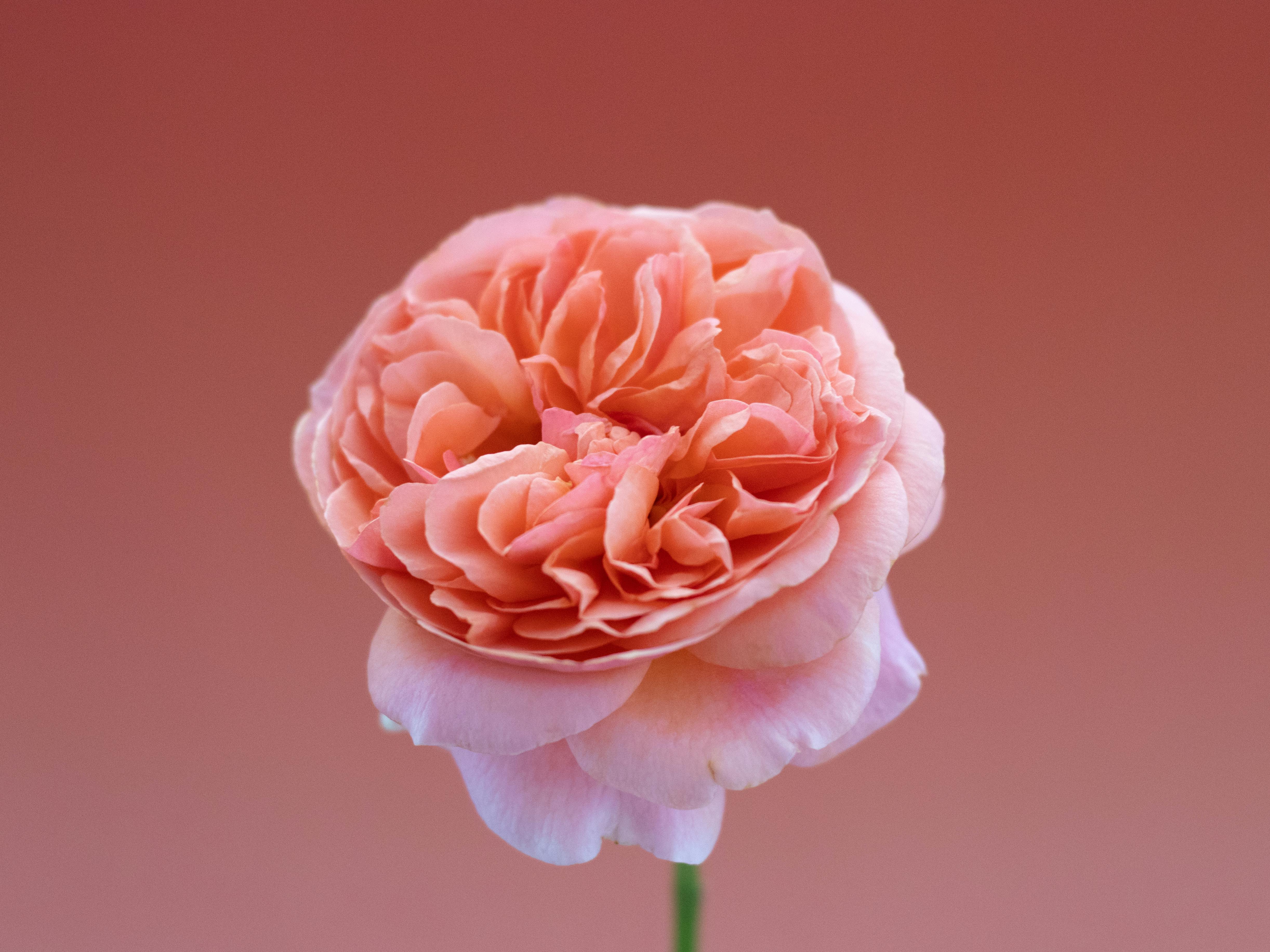 Foto stok gratis tentang alam, anggun, berbunga, berkembang, botani ...