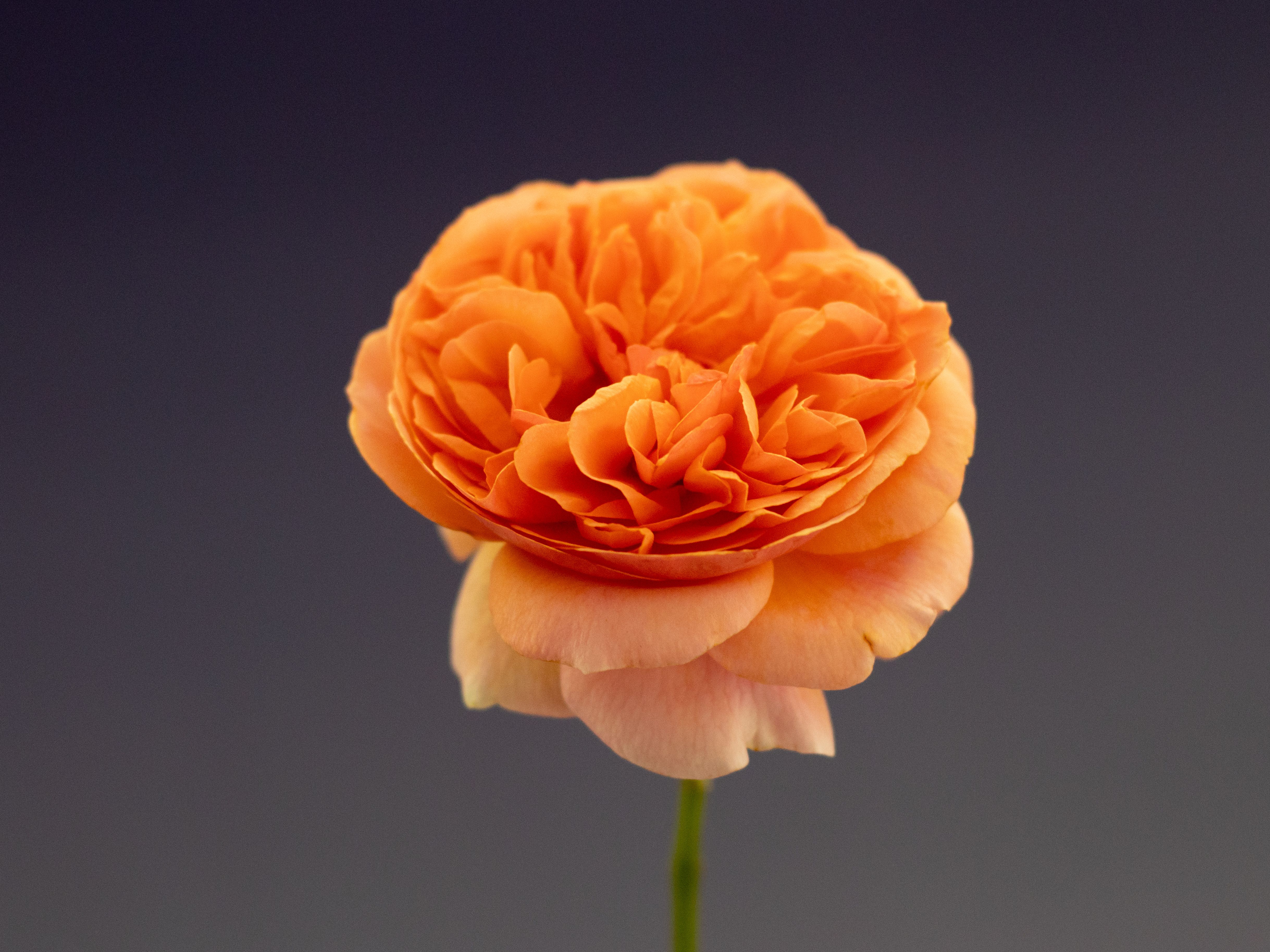 Close-up of a Vibrant Orange Garden Rose · Free Stock Photo