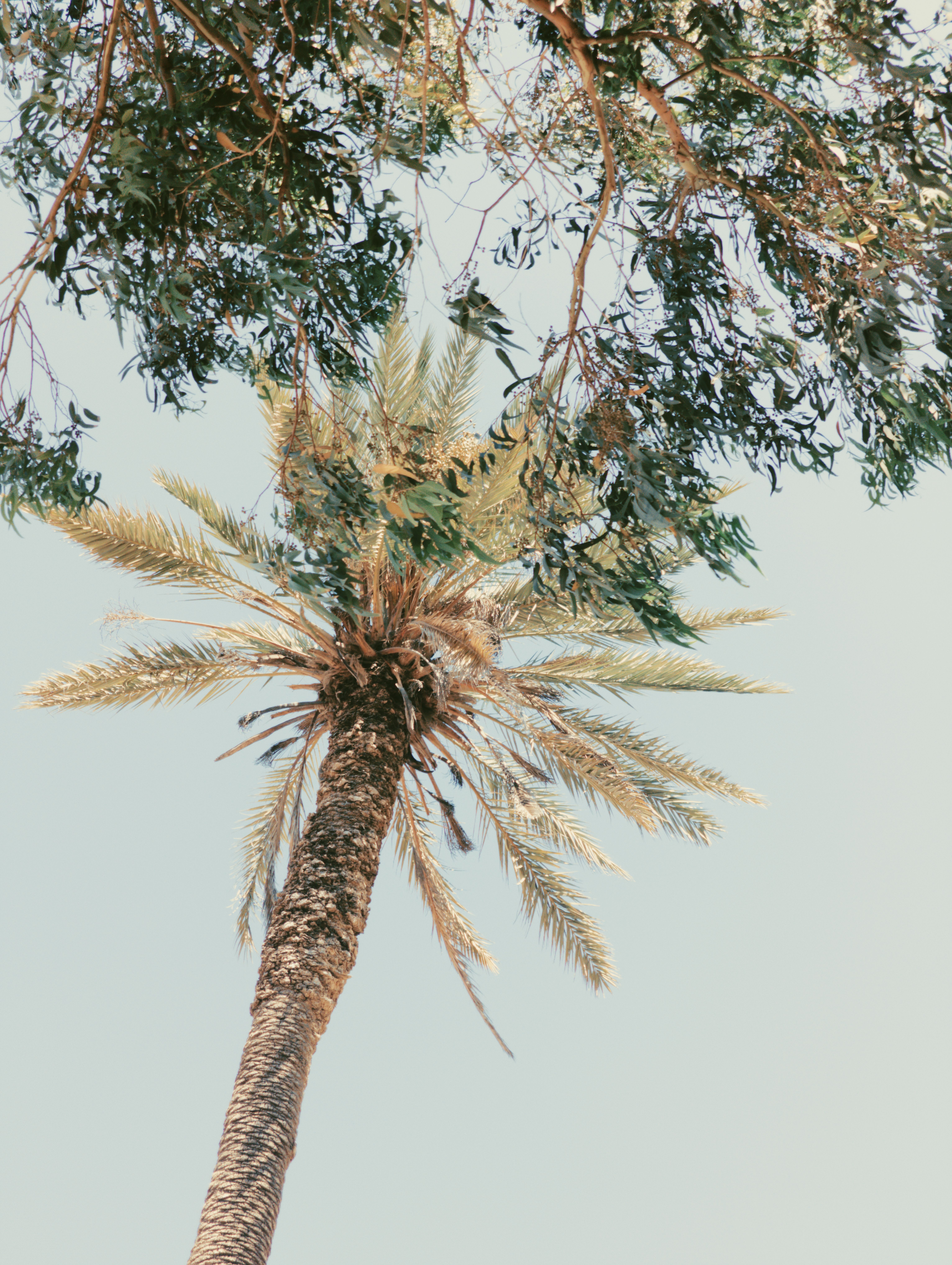 Palm Tree On Fire Photos, Download The BEST Free Palm Tree On Fire ...
