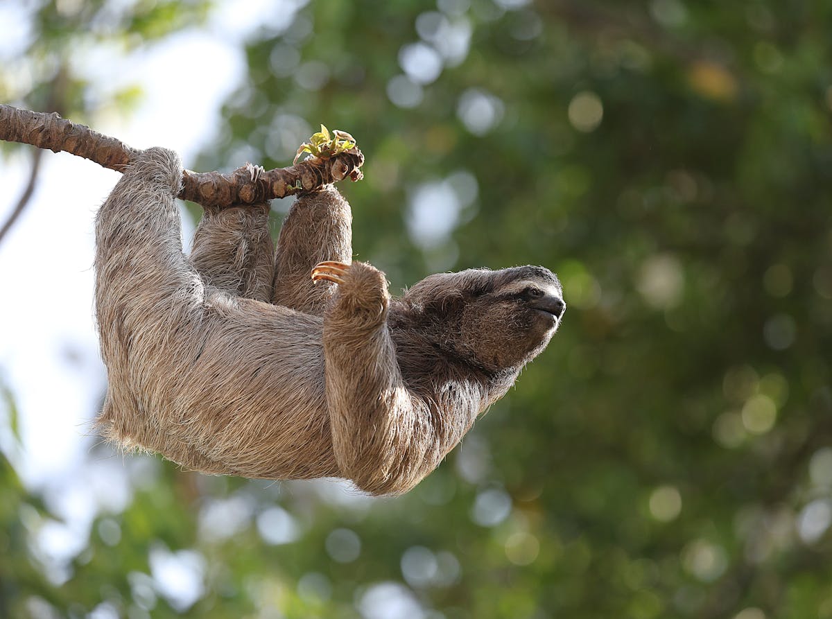 Sloth Photos, Download The BEST Free Sloth Stock Photos & HD Images