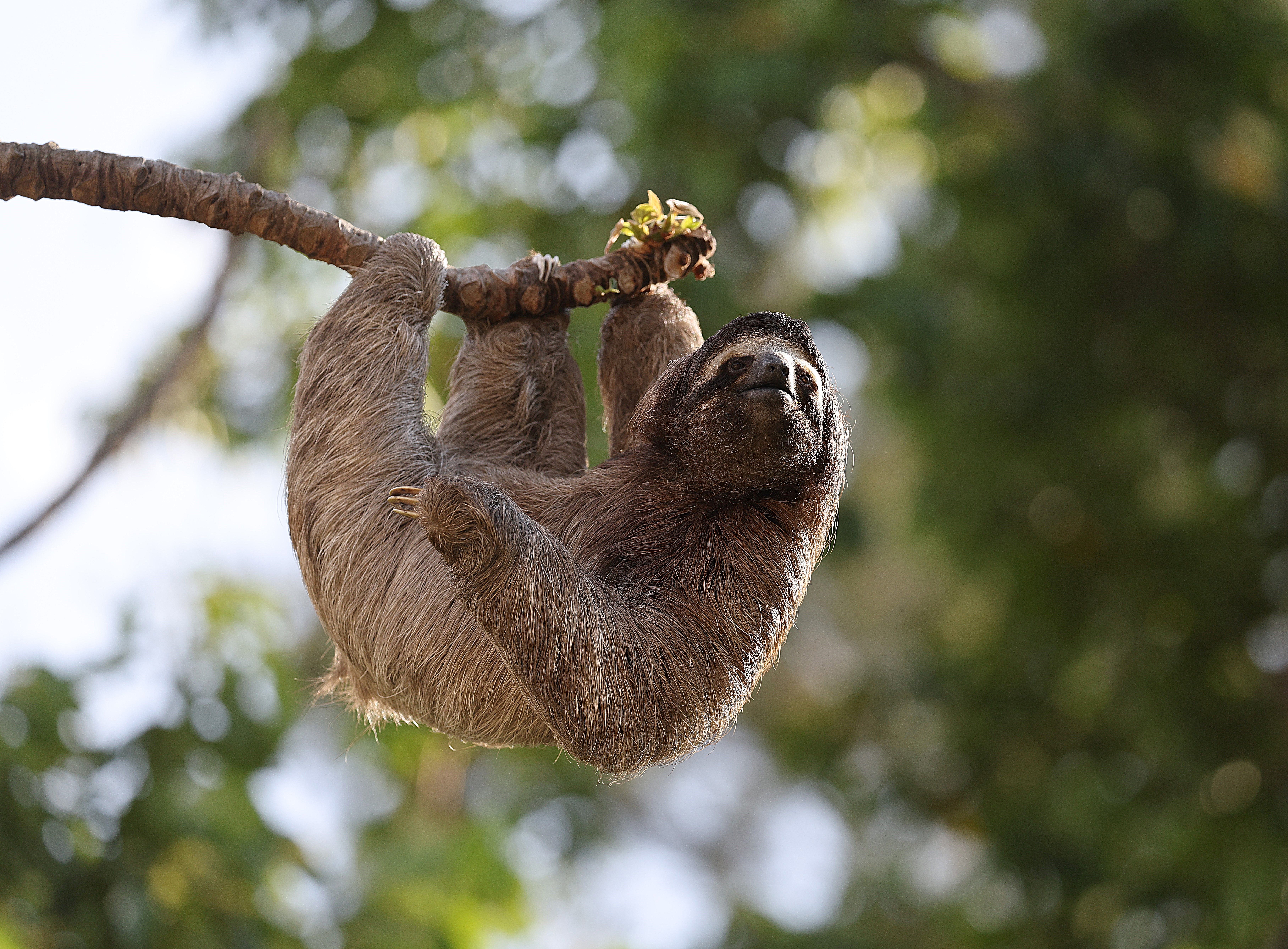 Brown-throated Sloth Hanging in Costa Rican Rainforest · Free Stock Photo