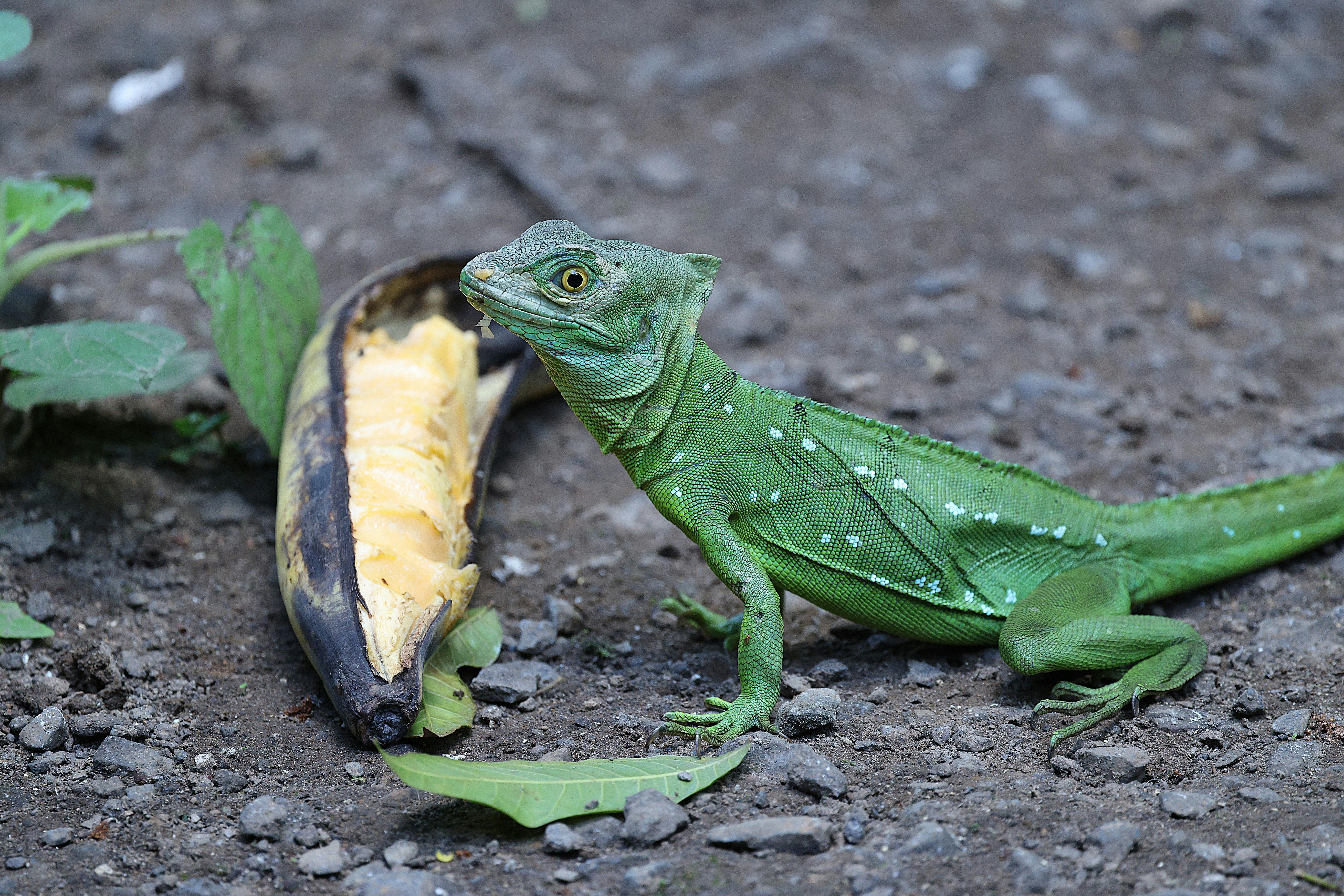 Banana Forest Photos, Download The BEST Free Banana Forest Stock Photos ...