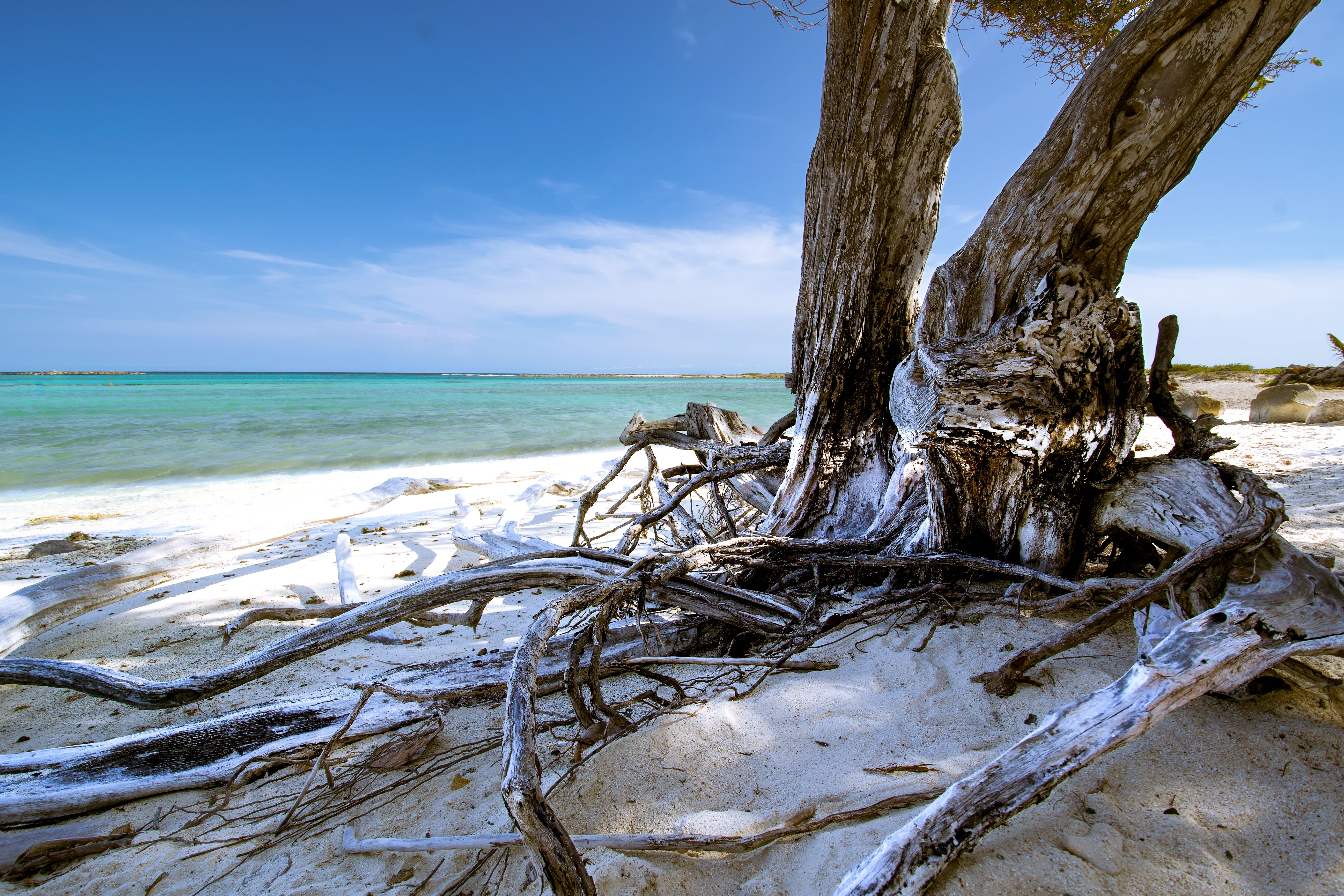 Hermoso árbol Azotado Por El Viento En La Costa De La Playa De Aruba ...