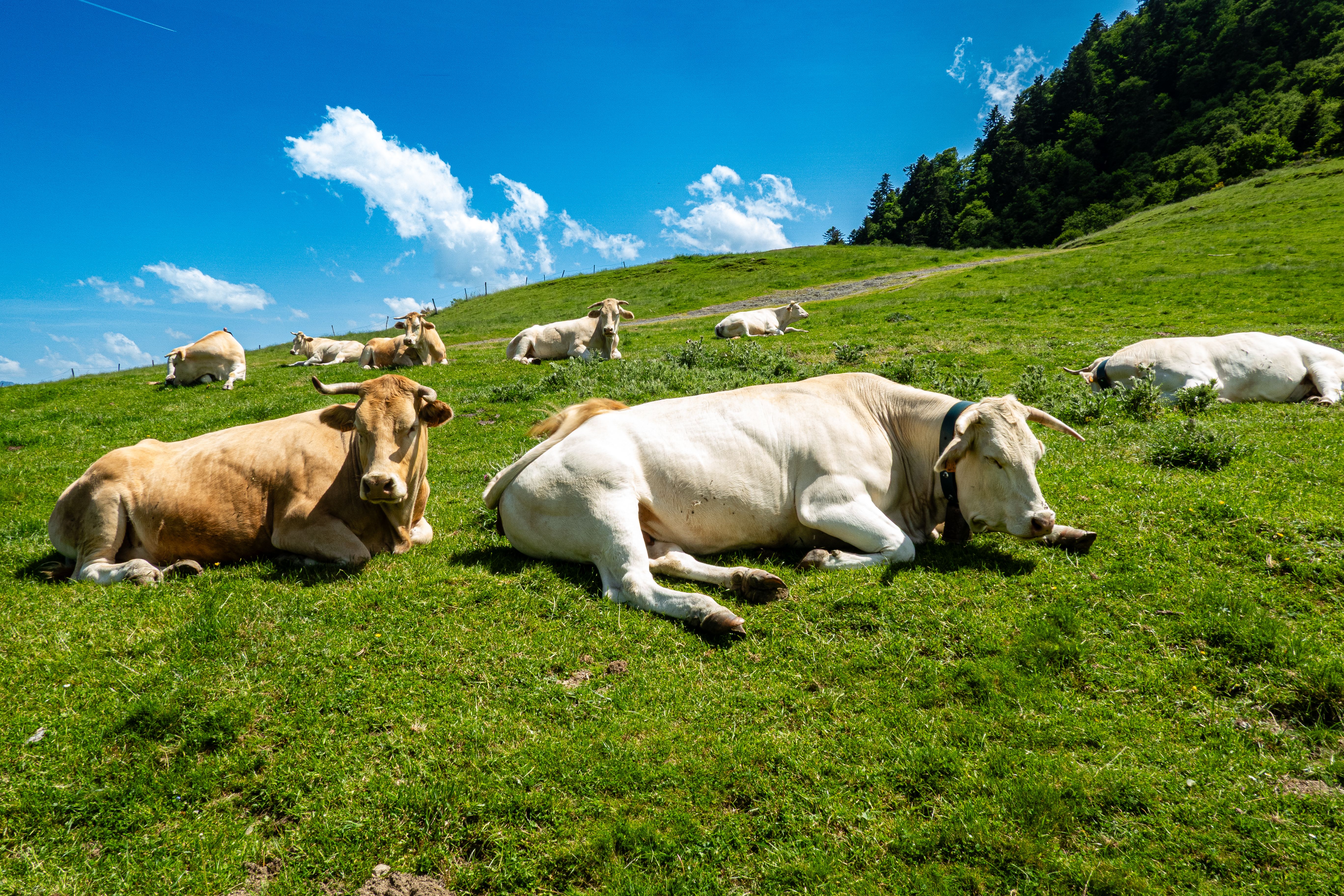Pemandangan Pedesaan Dengan Sapi Sapi Merumput Di Bukit Yang Cerah ...