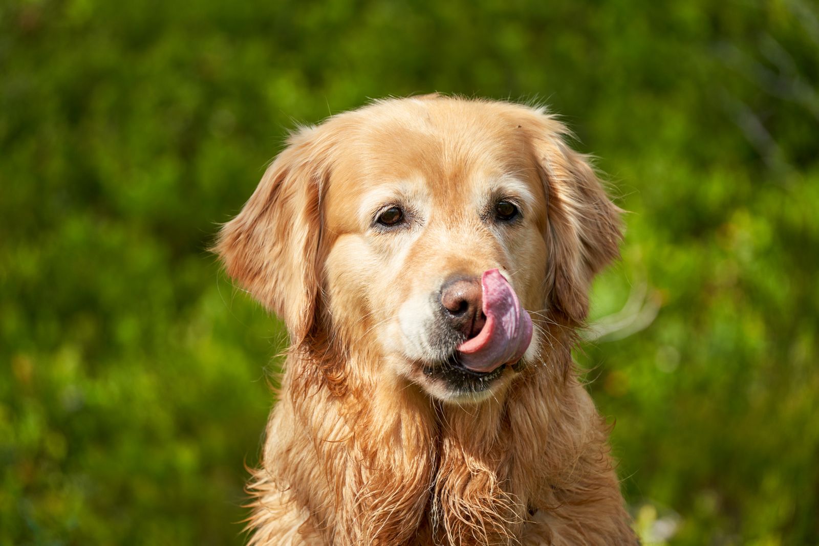 Golden Retriever Photos, Download The BEST Free Golden Retriever Stock ...