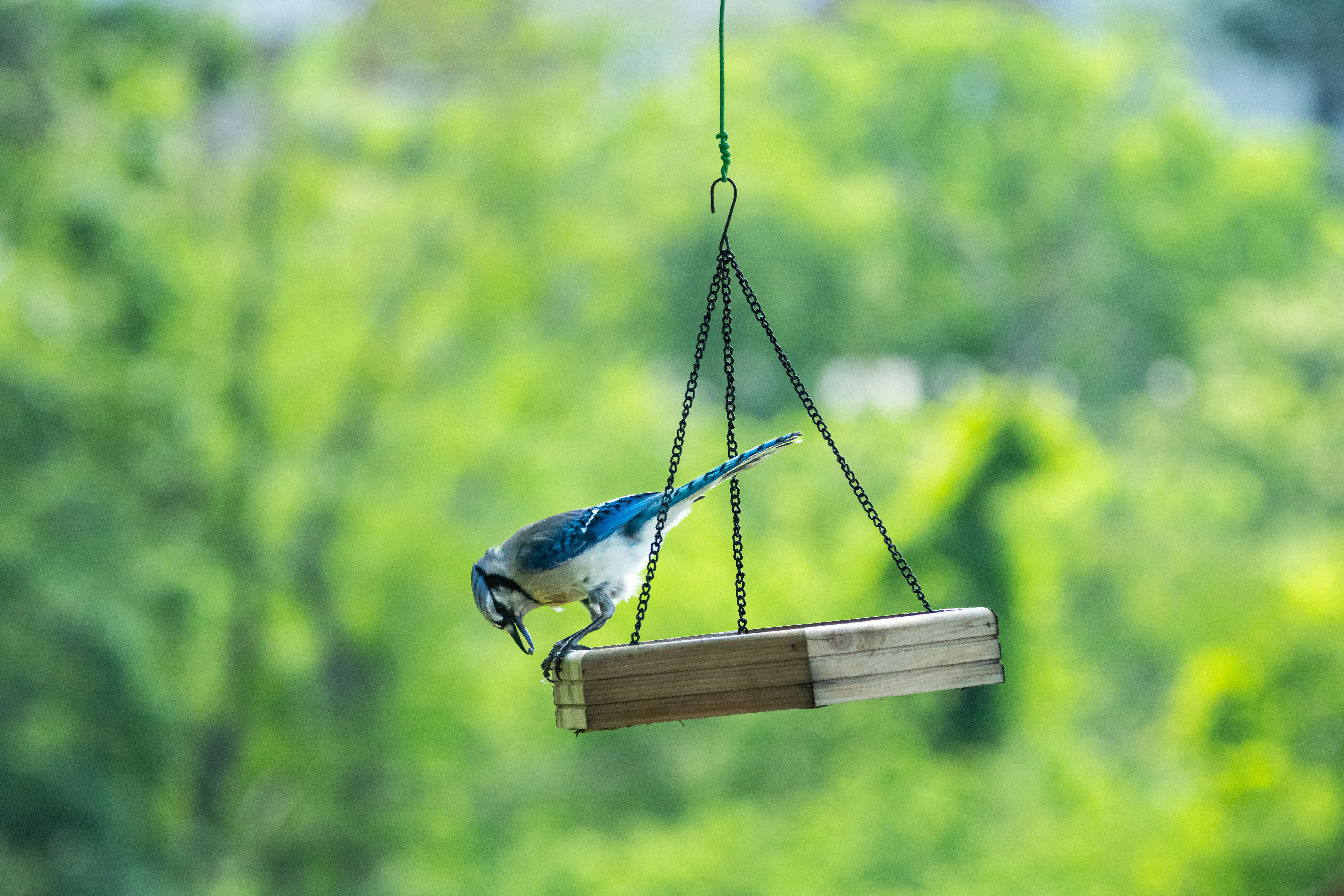 Blue Jay on Wooden Bird Feeder in Lush Greenery · Free Stock Photo