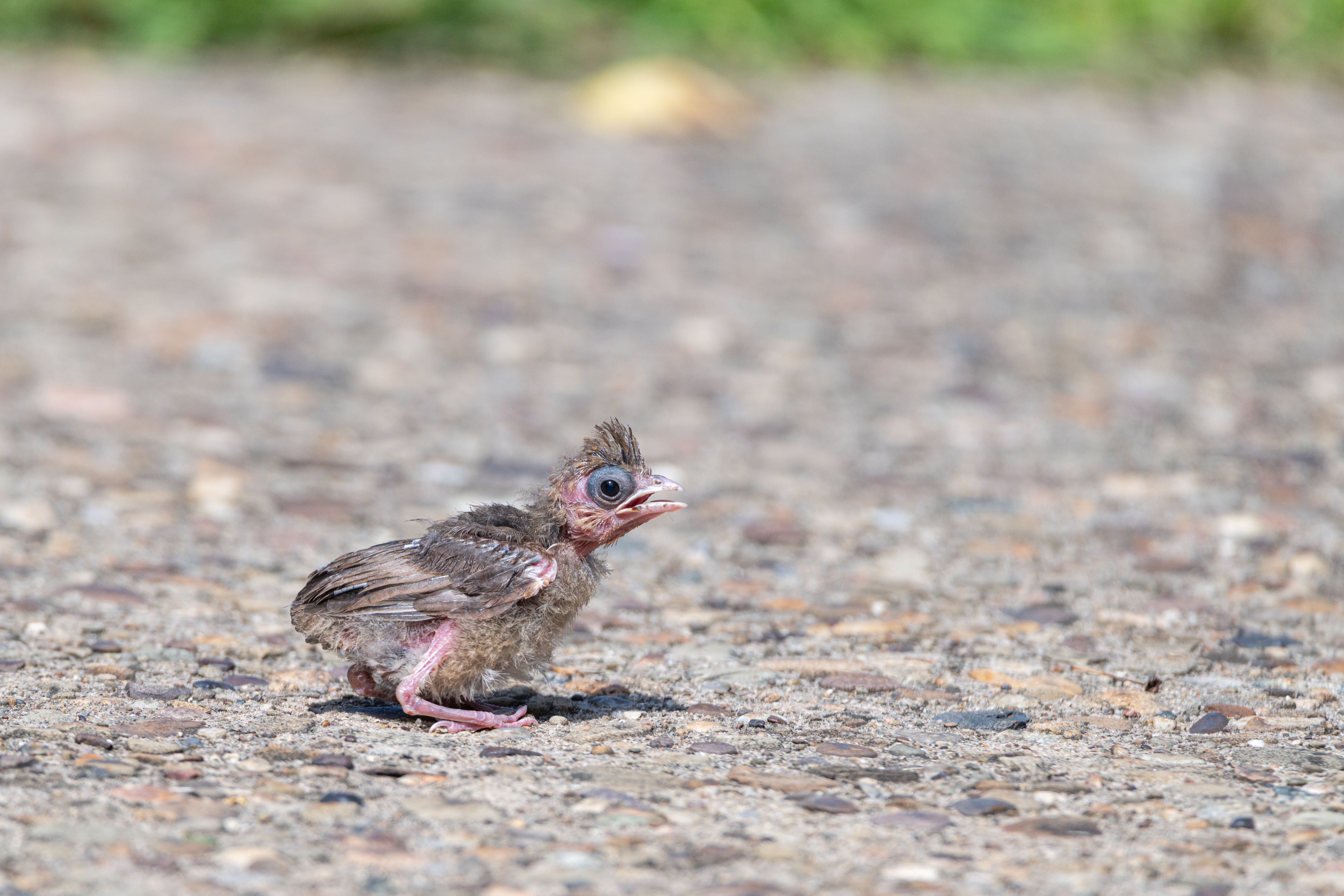 Fledgling Bird on Pavement in Daylight · Free Stock Photo