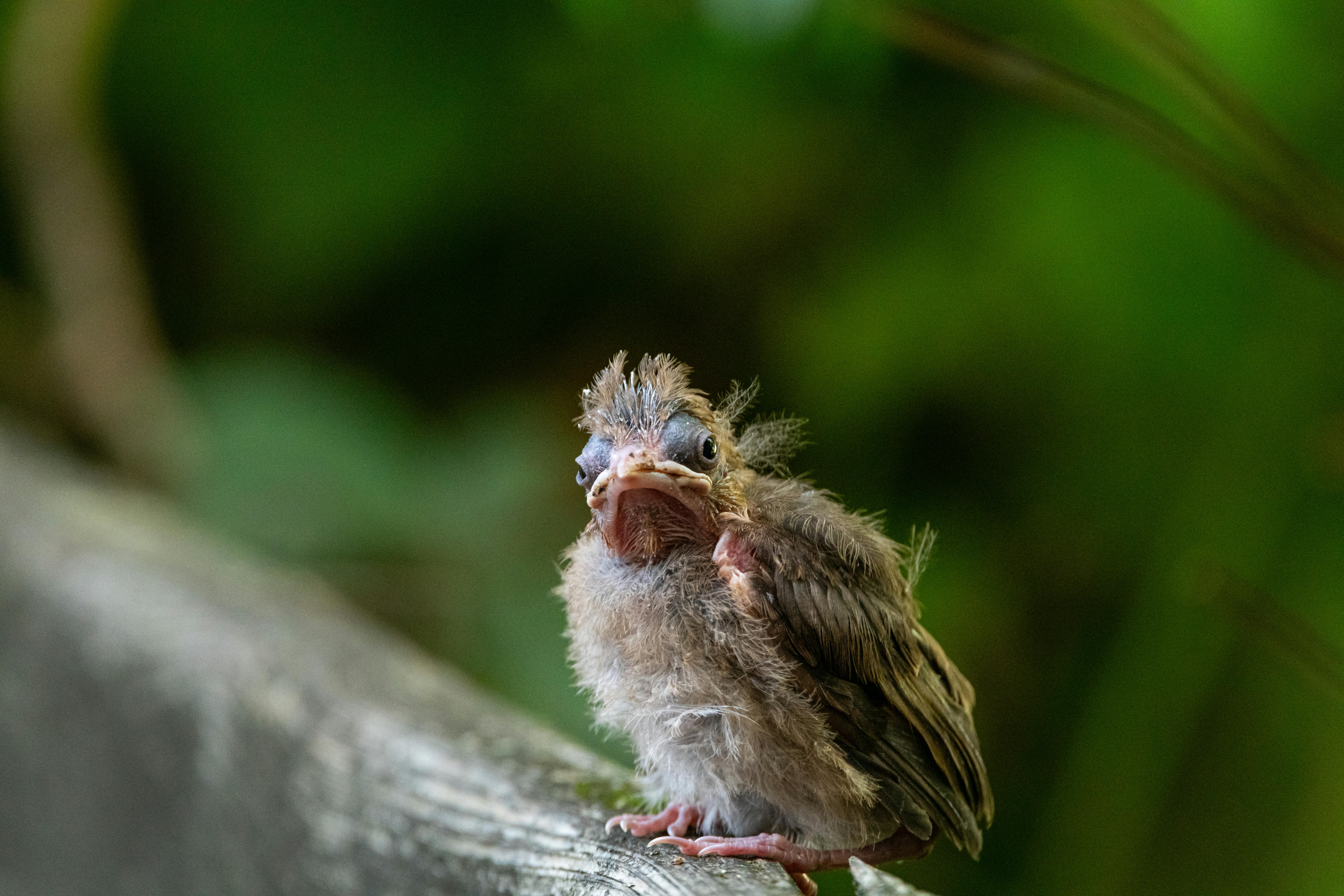 Close-up of a Fluffy Baby Bird Outdoors · Free Stock Photo
