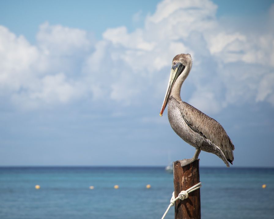 How to Add a Photo to a Facebook Post: Step-by-Step Guide