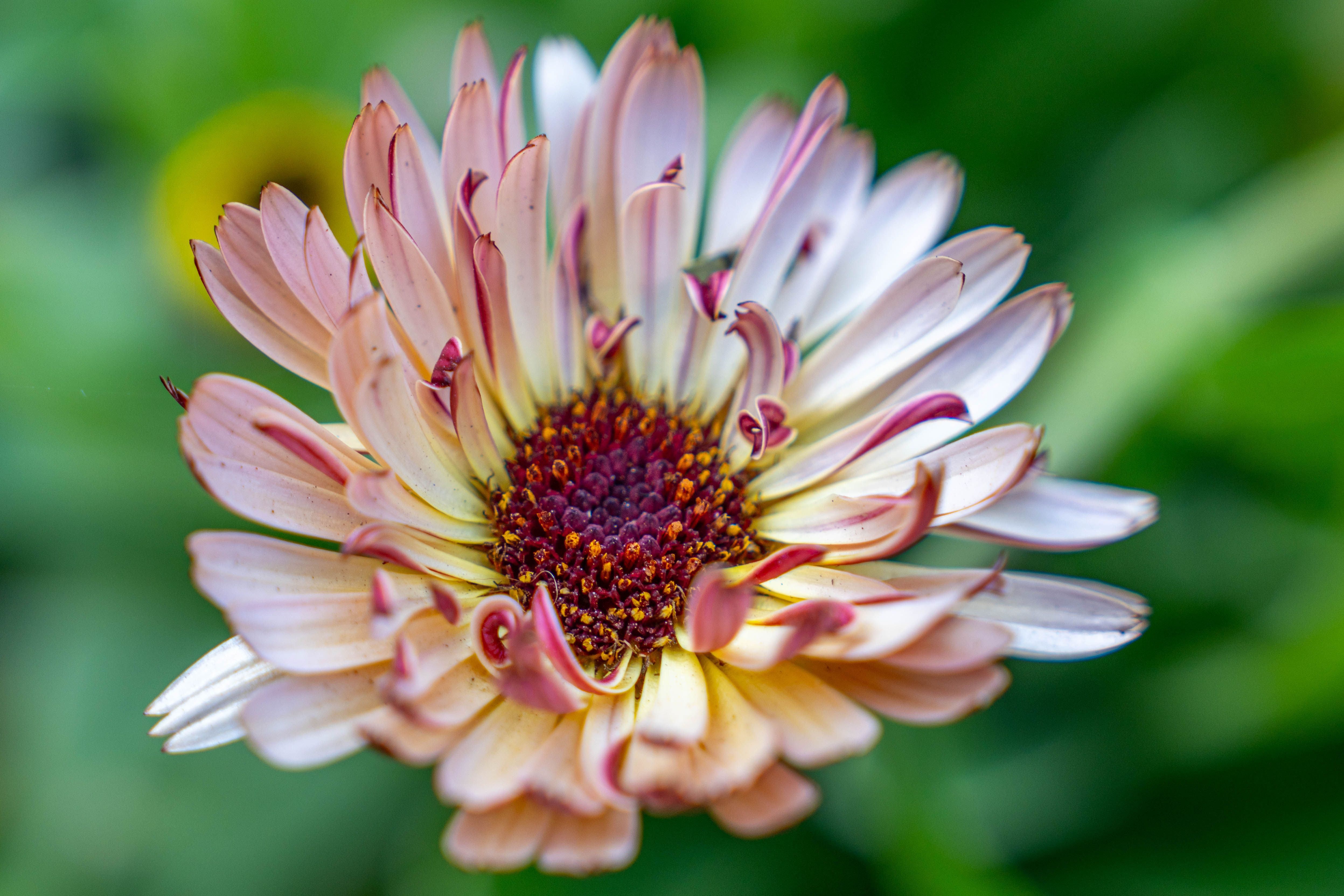 Close-up of Vibrant Blooming Flower Petals · Free Stock Photo
