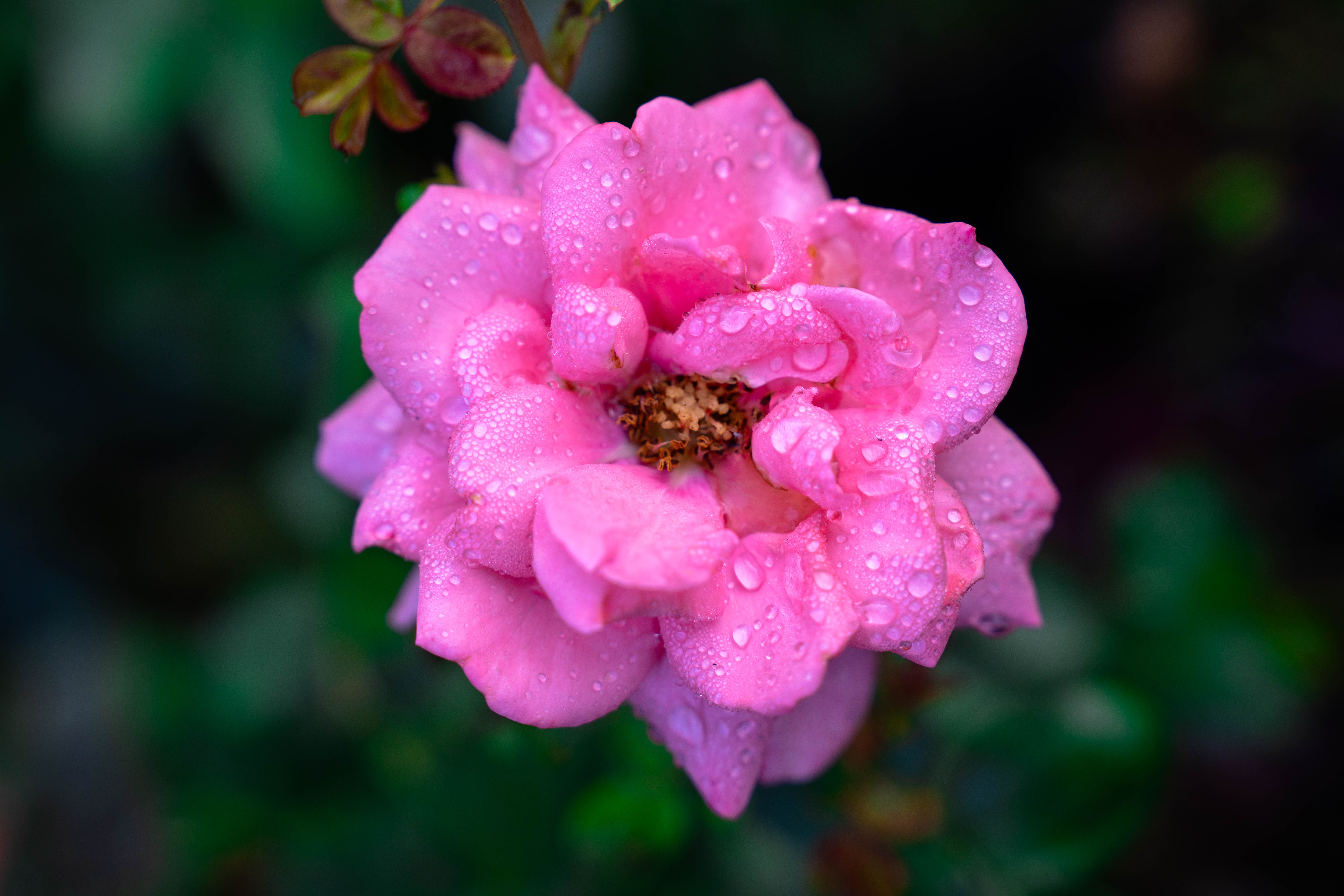 Close-up of Pink Rose with Dew Drops · Free Stock Photo
