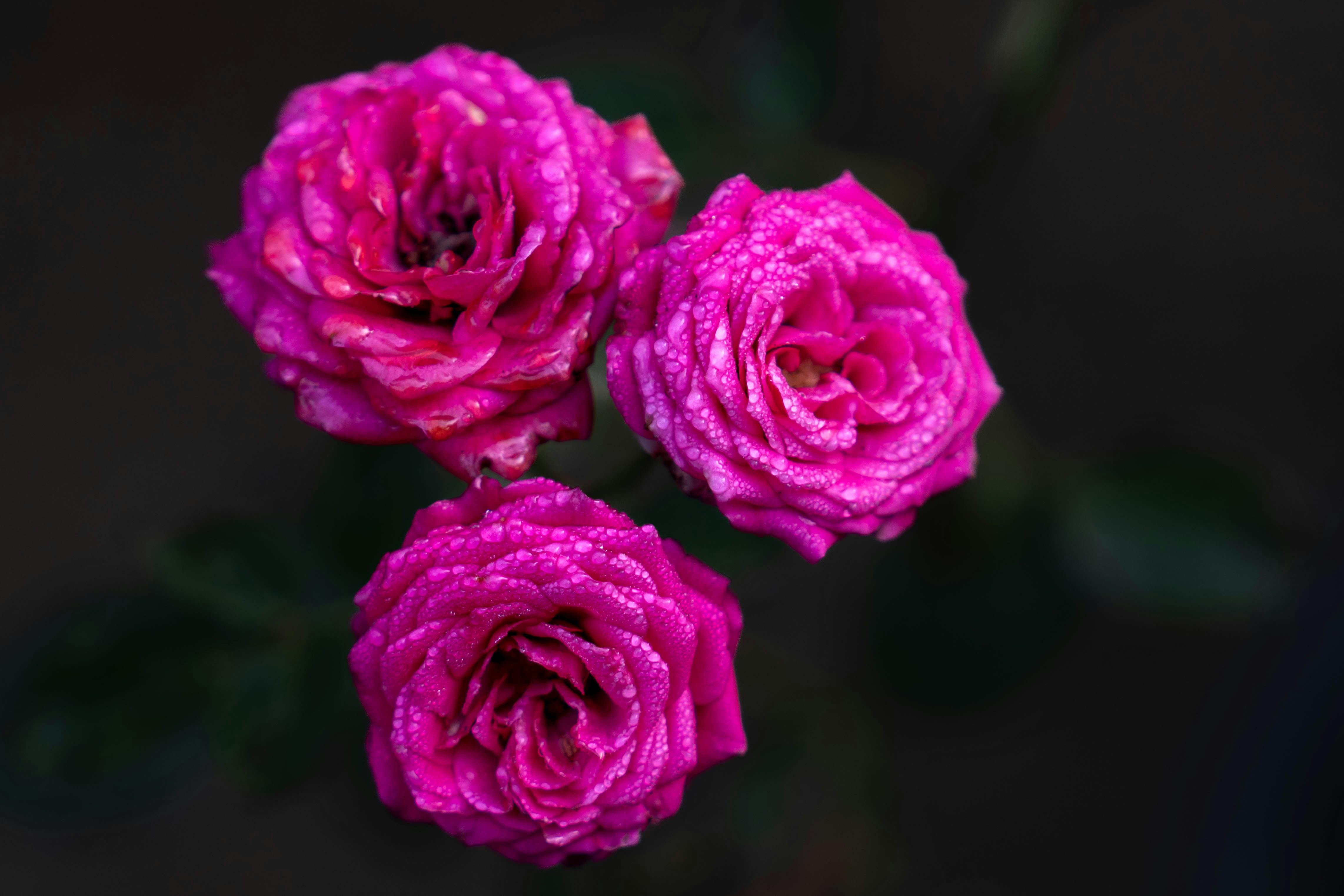 Flowers Without Background Photos, Download The BEST Free Flowers ...