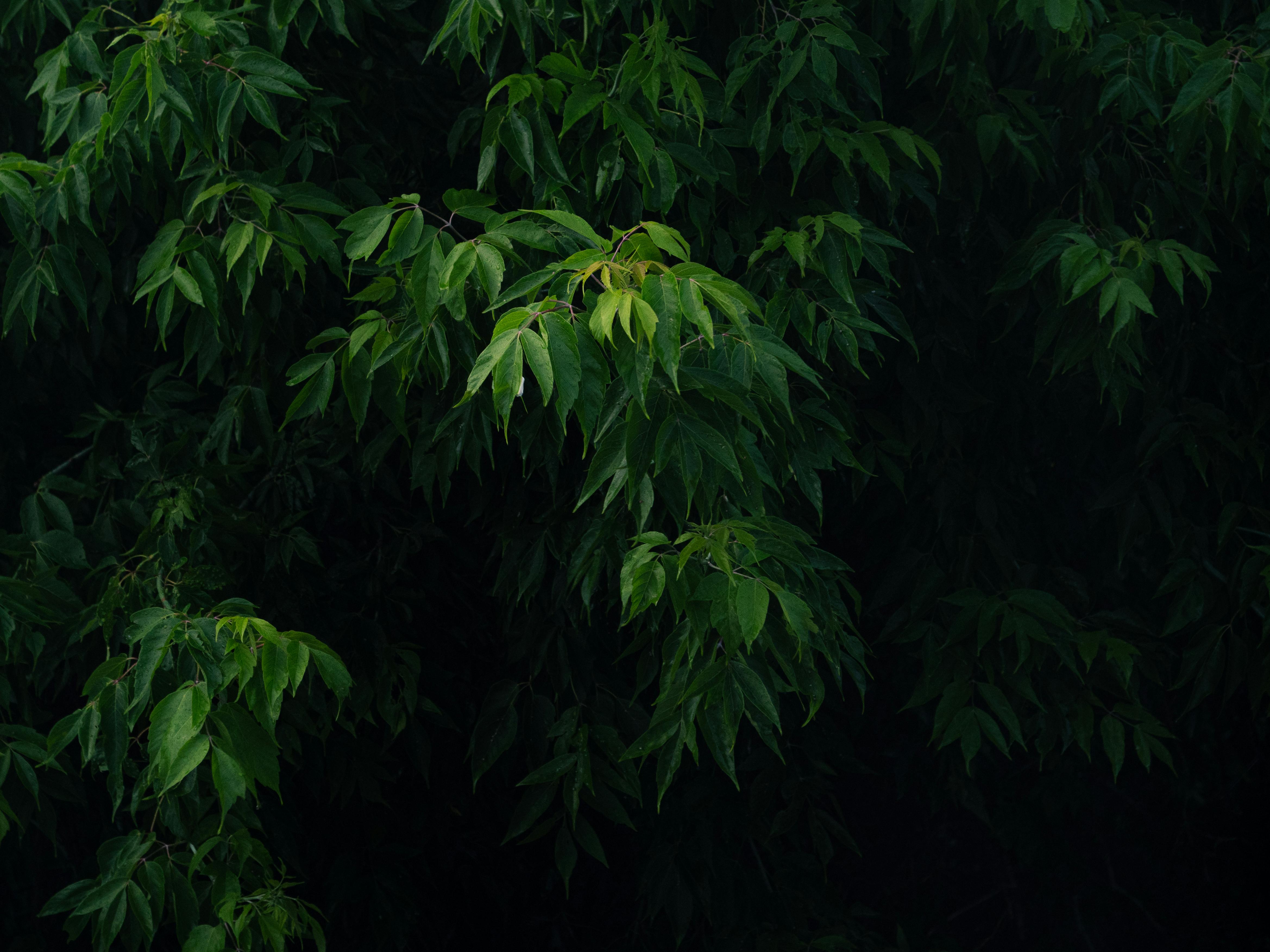 Sprite Wallpaper Photos, Download The BEST Free Sprite Wallpaper Stock ...