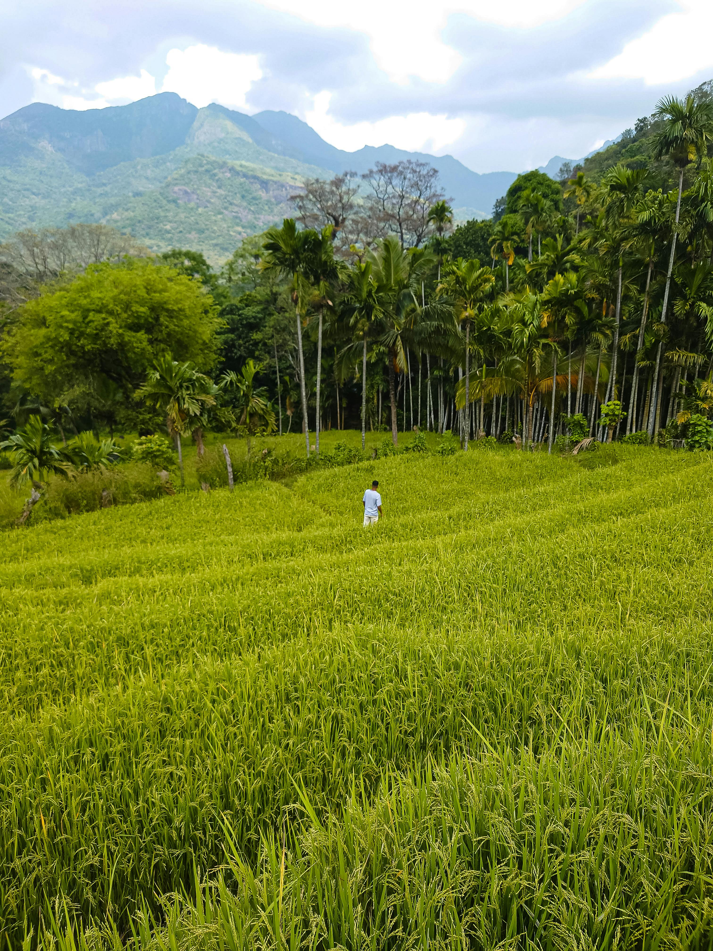 Pongal+Rice+Sri+Lanka Photos, Download The BEST Free Pongal+Rice+Sri ...
