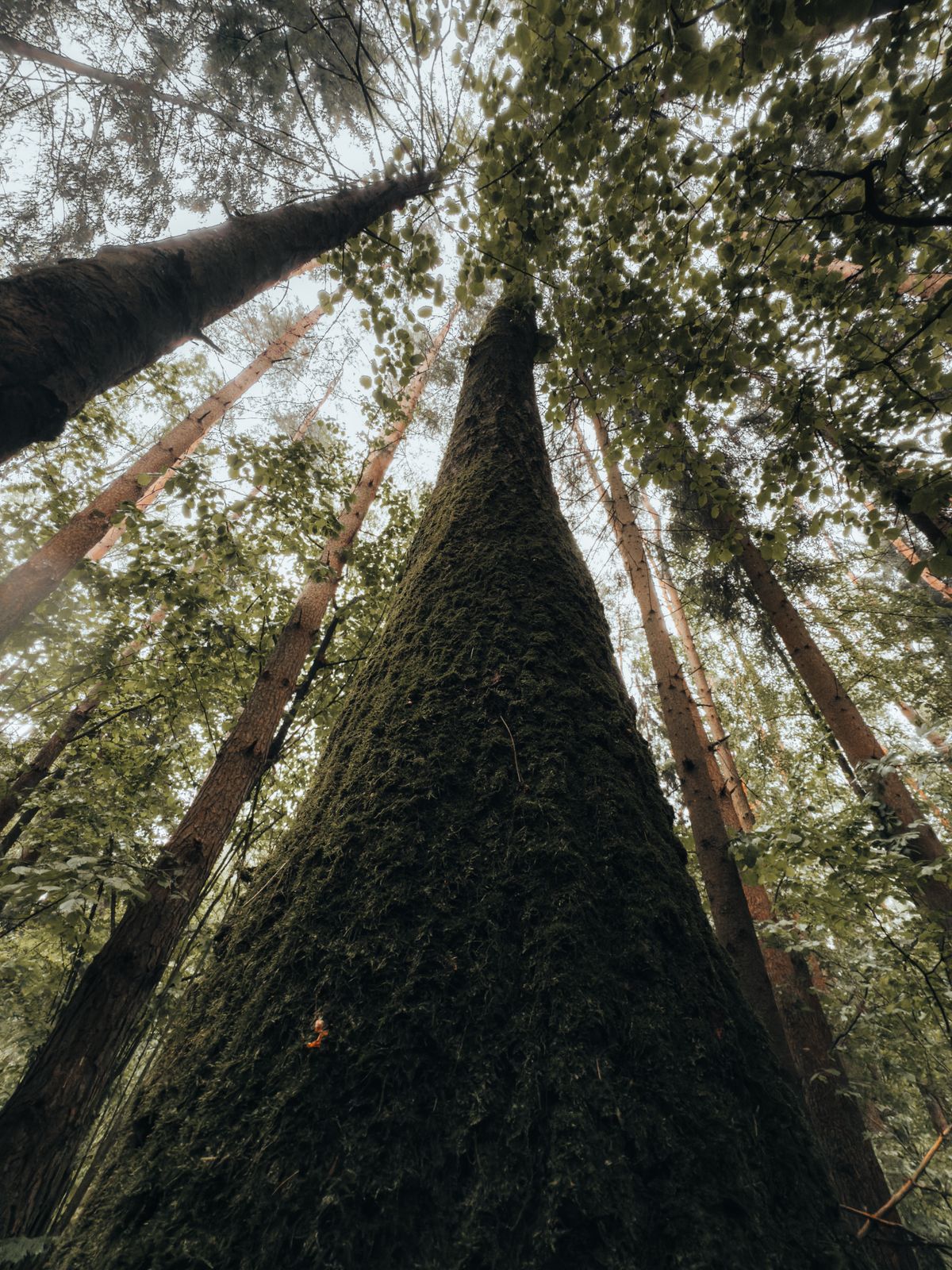 Tree Trunks Photos, Download The BEST Free Tree Trunks Stock Photos ...
