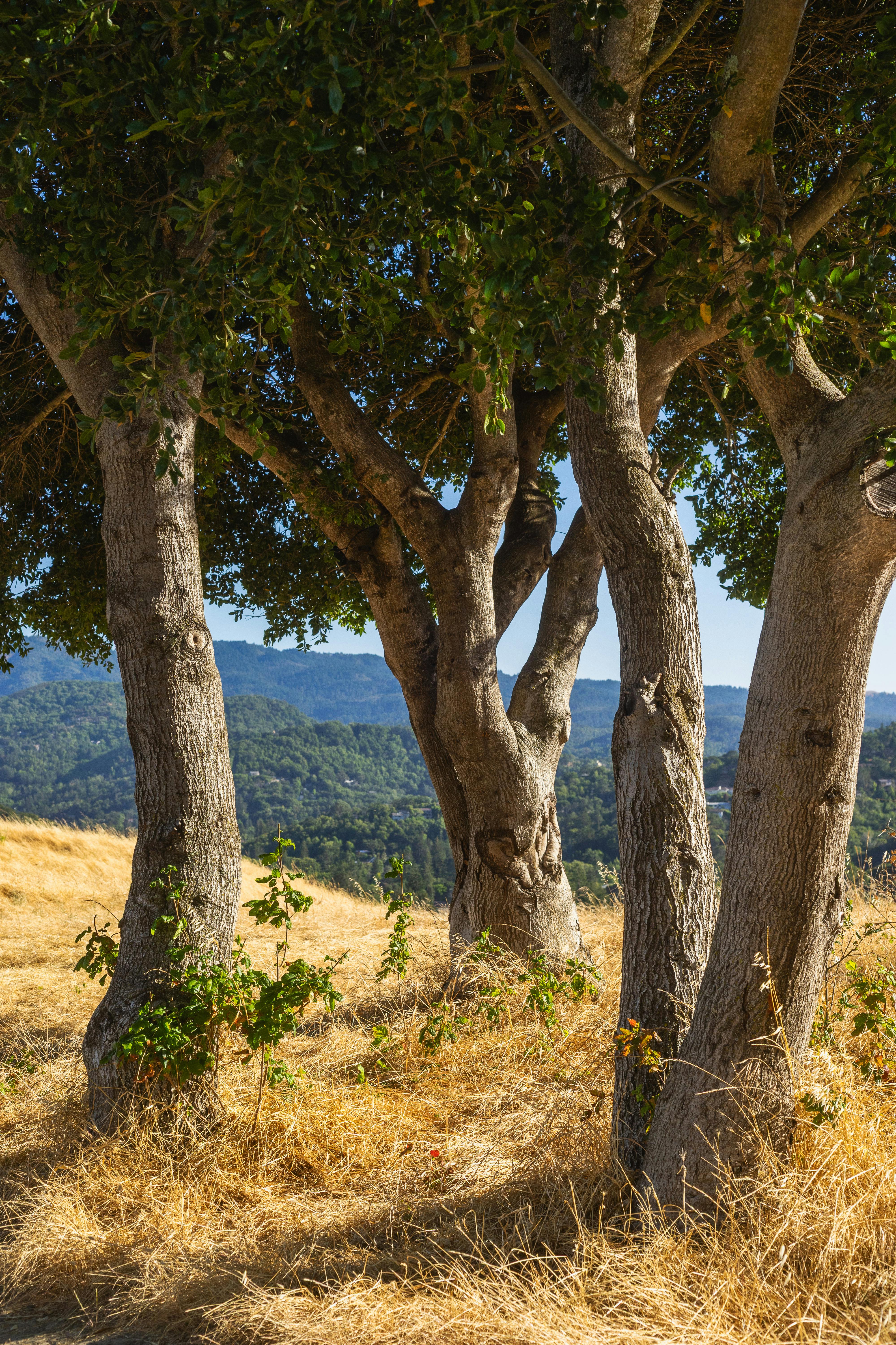Oak Tree Photos, Download The BEST Free Oak Tree Stock Photos & HD Images