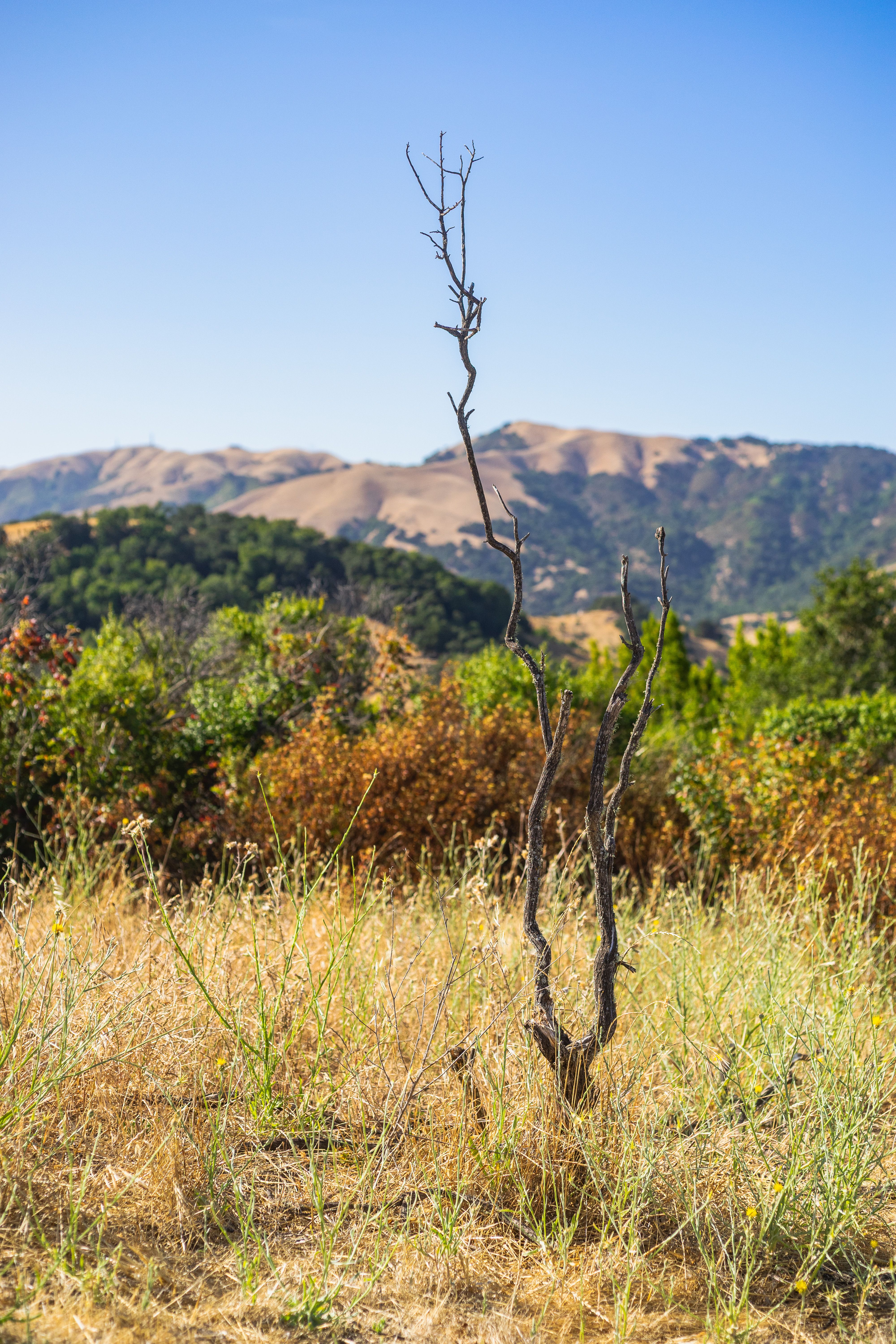 Árbol Estéril En Un Paisaje Seco De Verano · Foto de stock gratuita