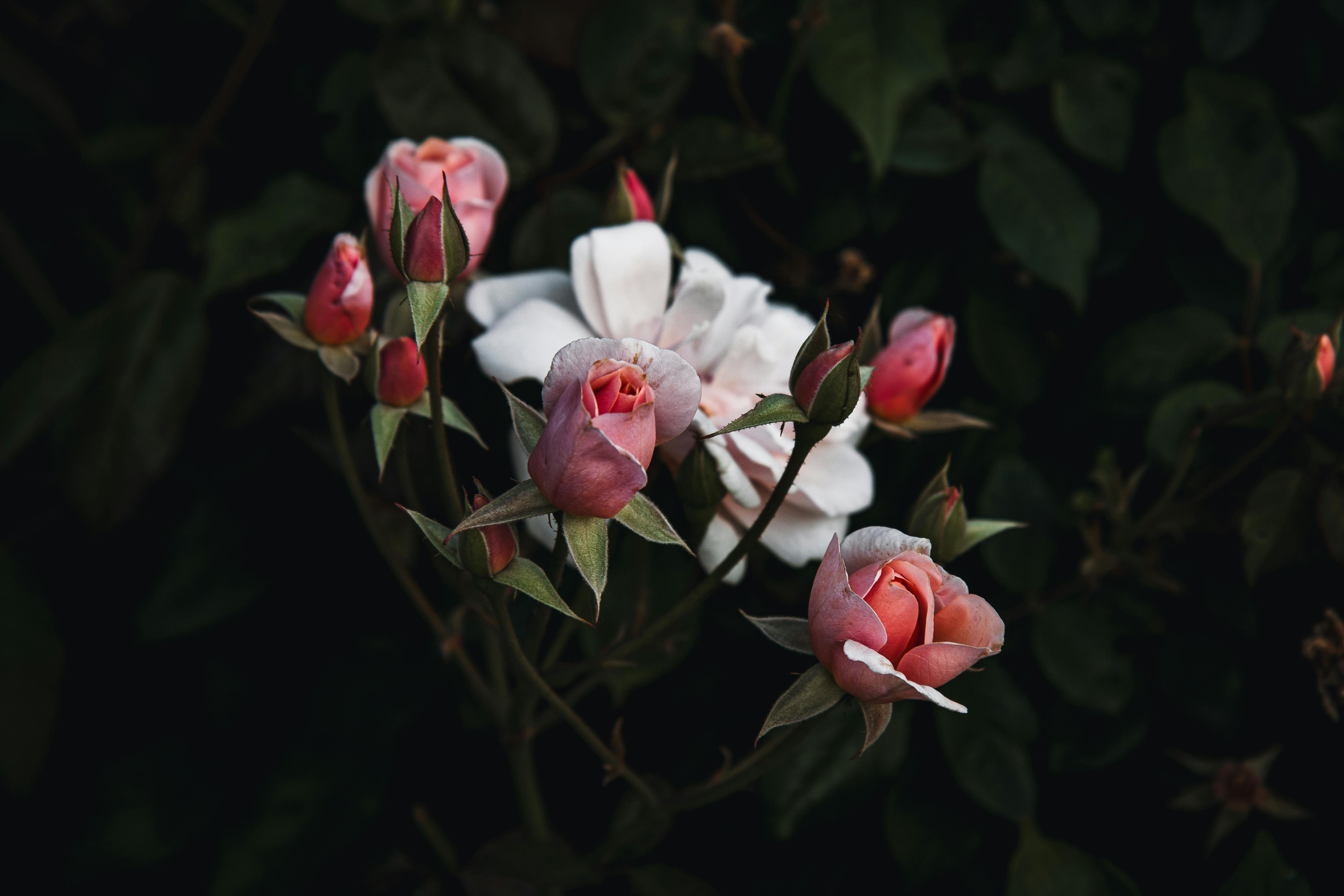 Wa 무료성 Photos, Download The BEST Free Wa 무료성 Stock Photos & HD Images