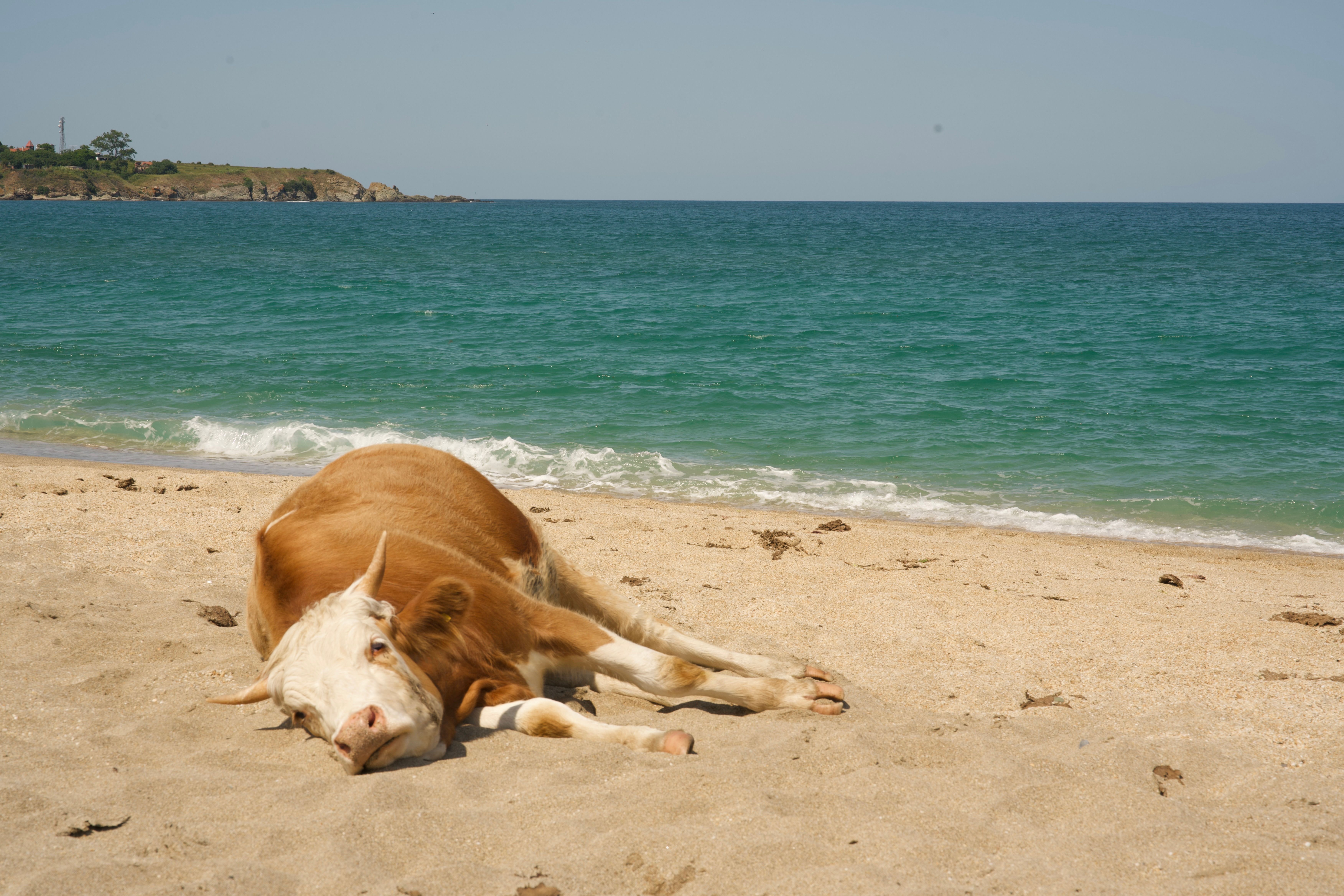 Sea Cow Photos, Download The BEST Free Sea Cow Stock Photos & HD Images