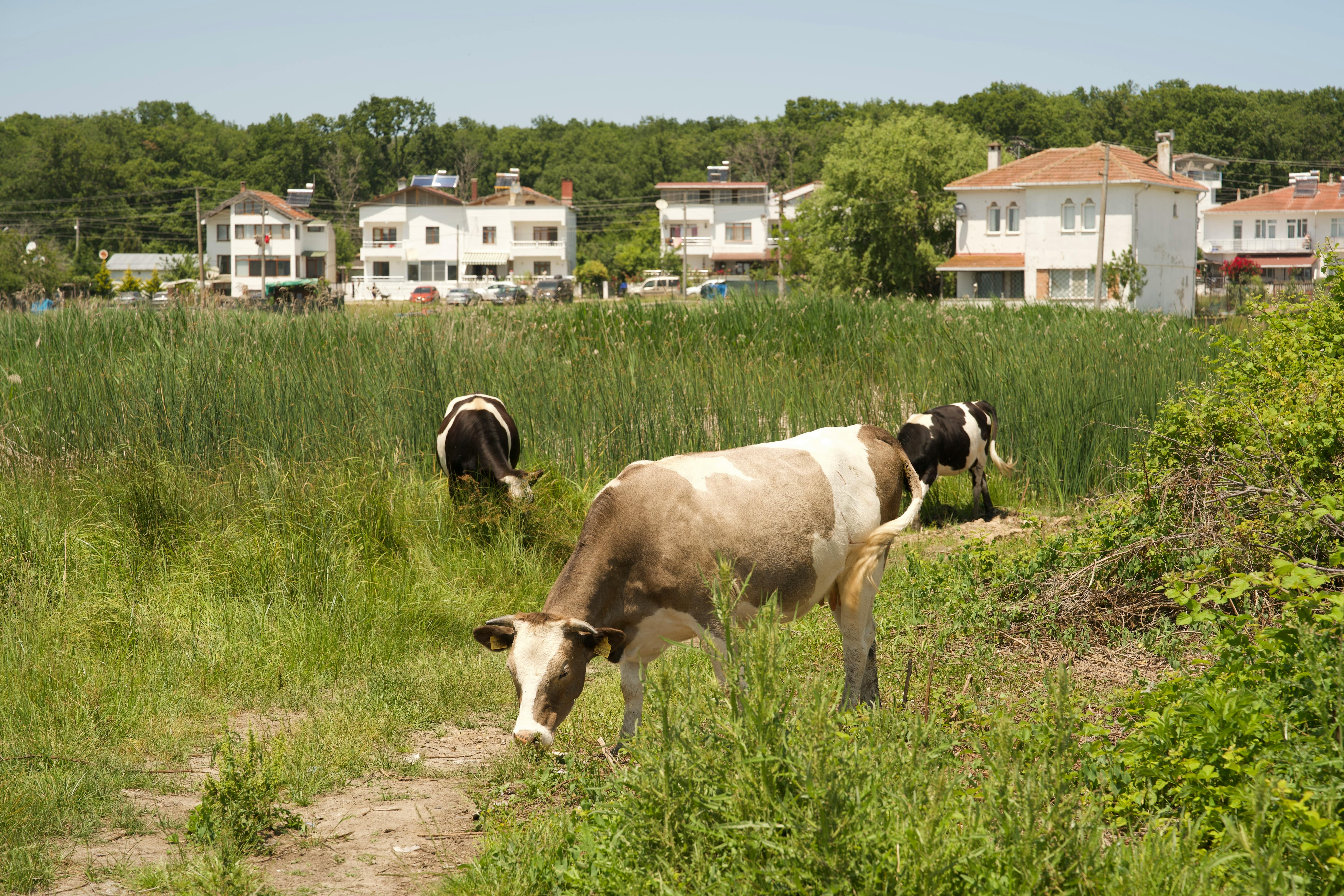 Farm Vlogs Photos, Download The BEST Free Farm Vlogs Stock Photos & HD ...