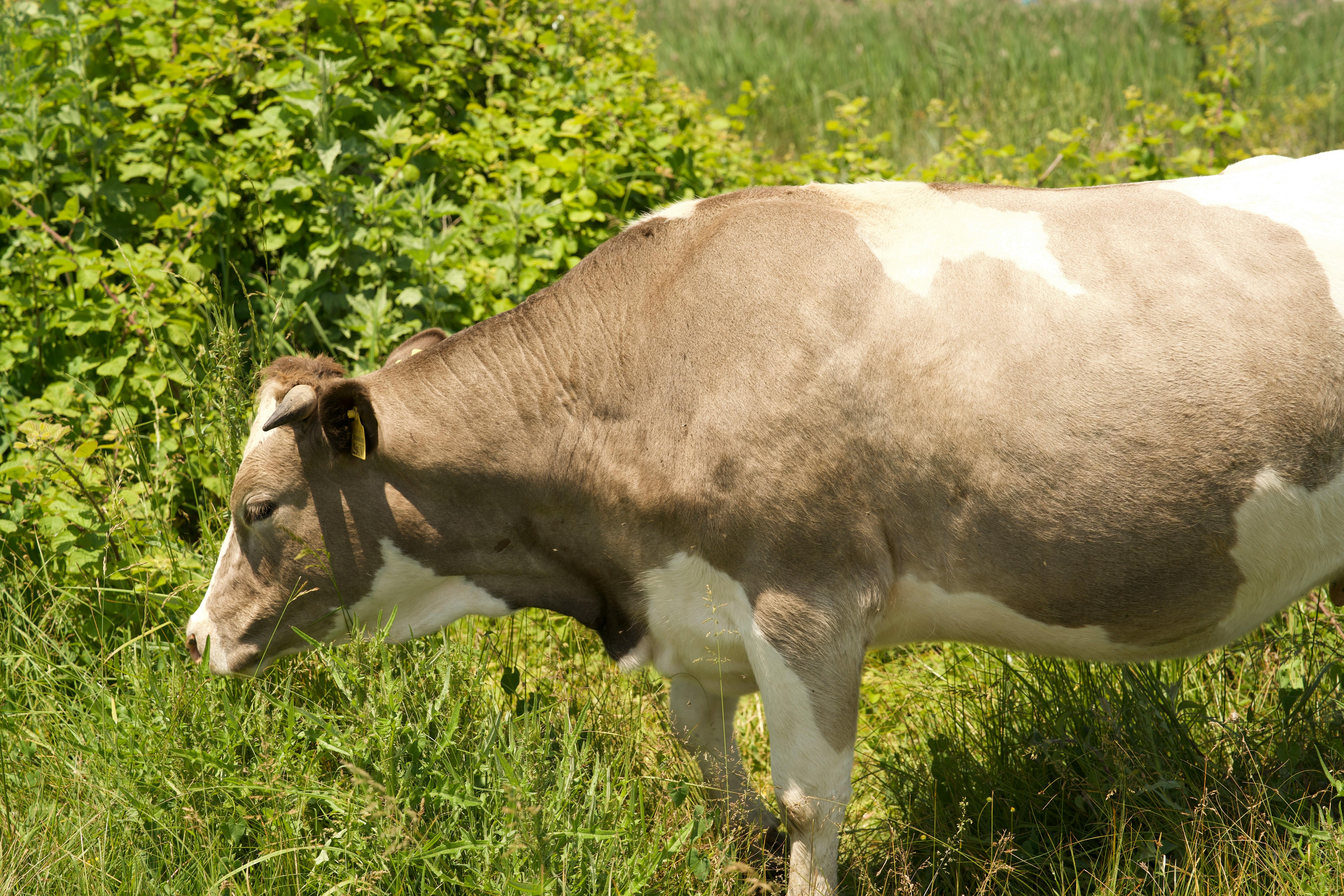 Anime] Photos, Download The BEST Free Anime] Stock Photos & HD Images