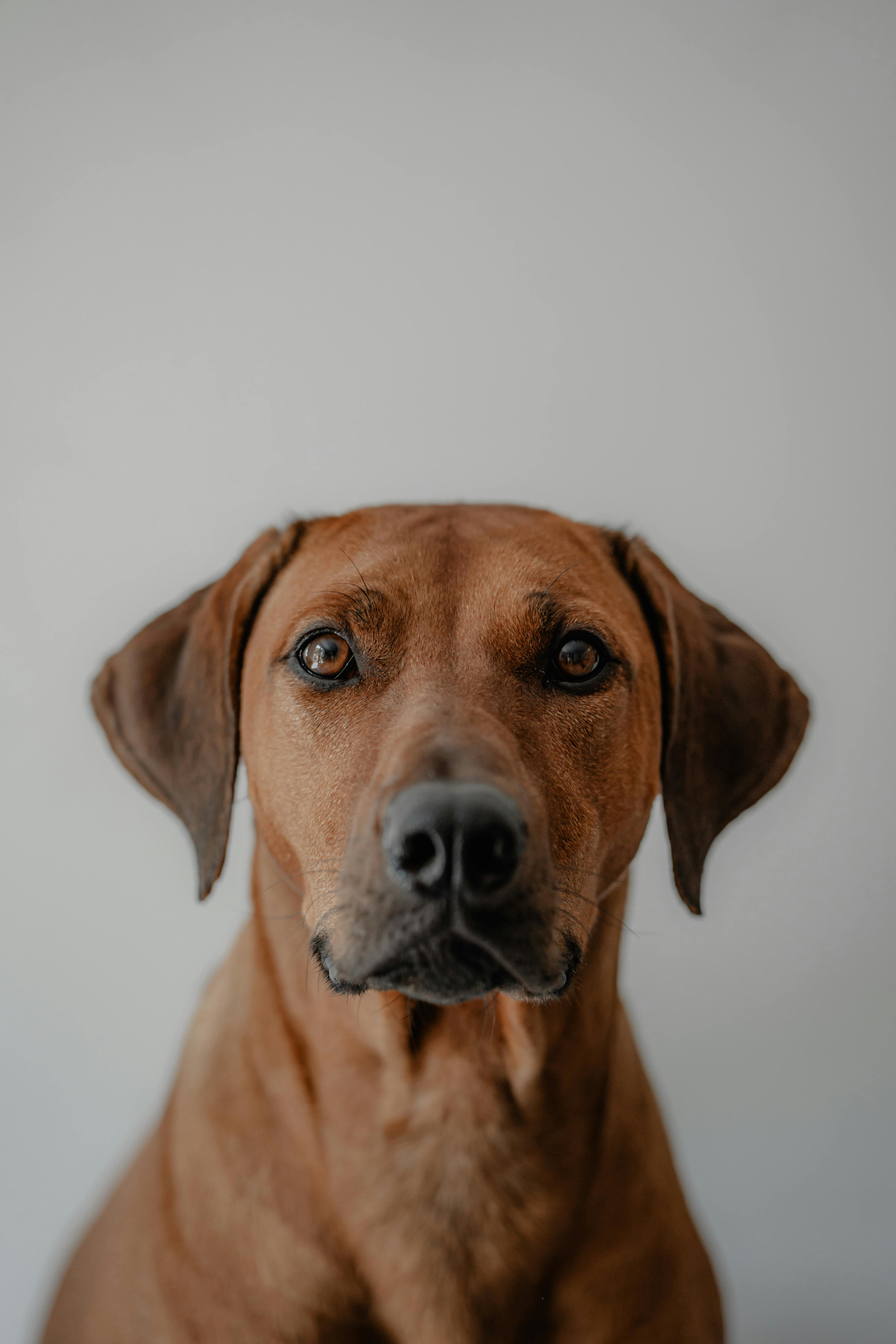 Anjing Pendek Coklat Dan Putih · Foto Stok Gratis