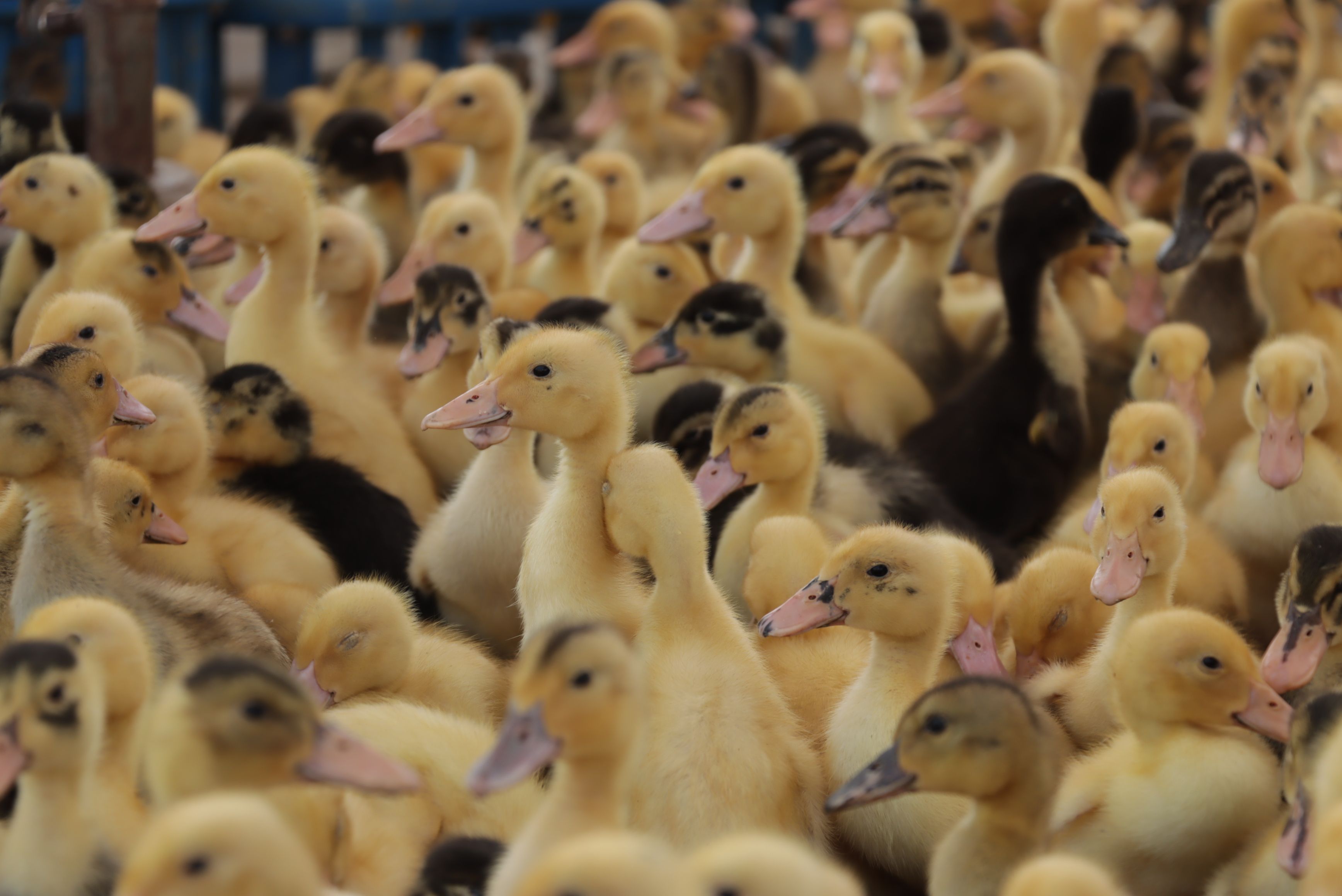 Adorable Baby Ducklings in a Large Flock · Free Stock Photo