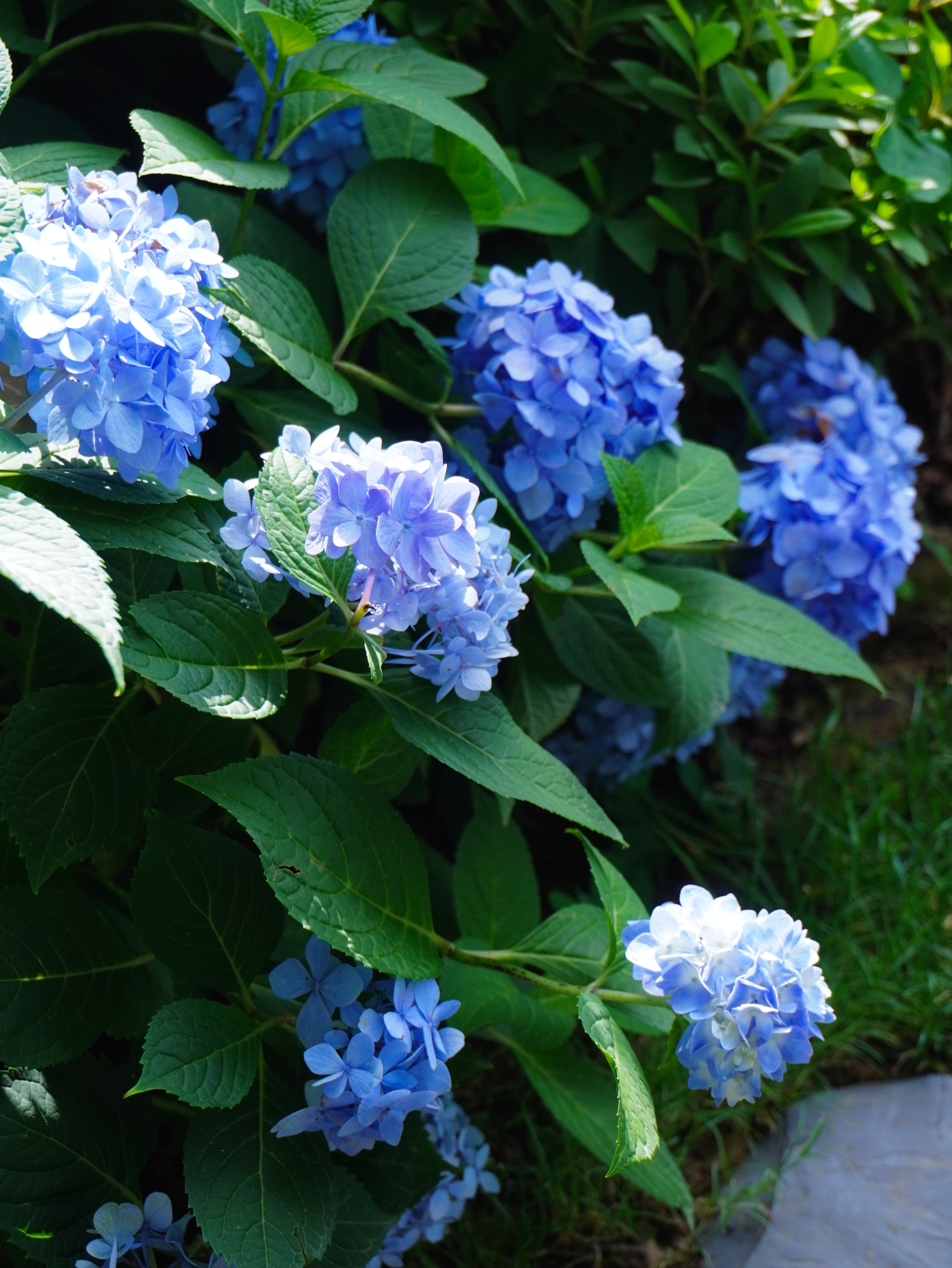 Vibrant Blue Hydrangeas in Lush Garden Setting · Free Stock Photo