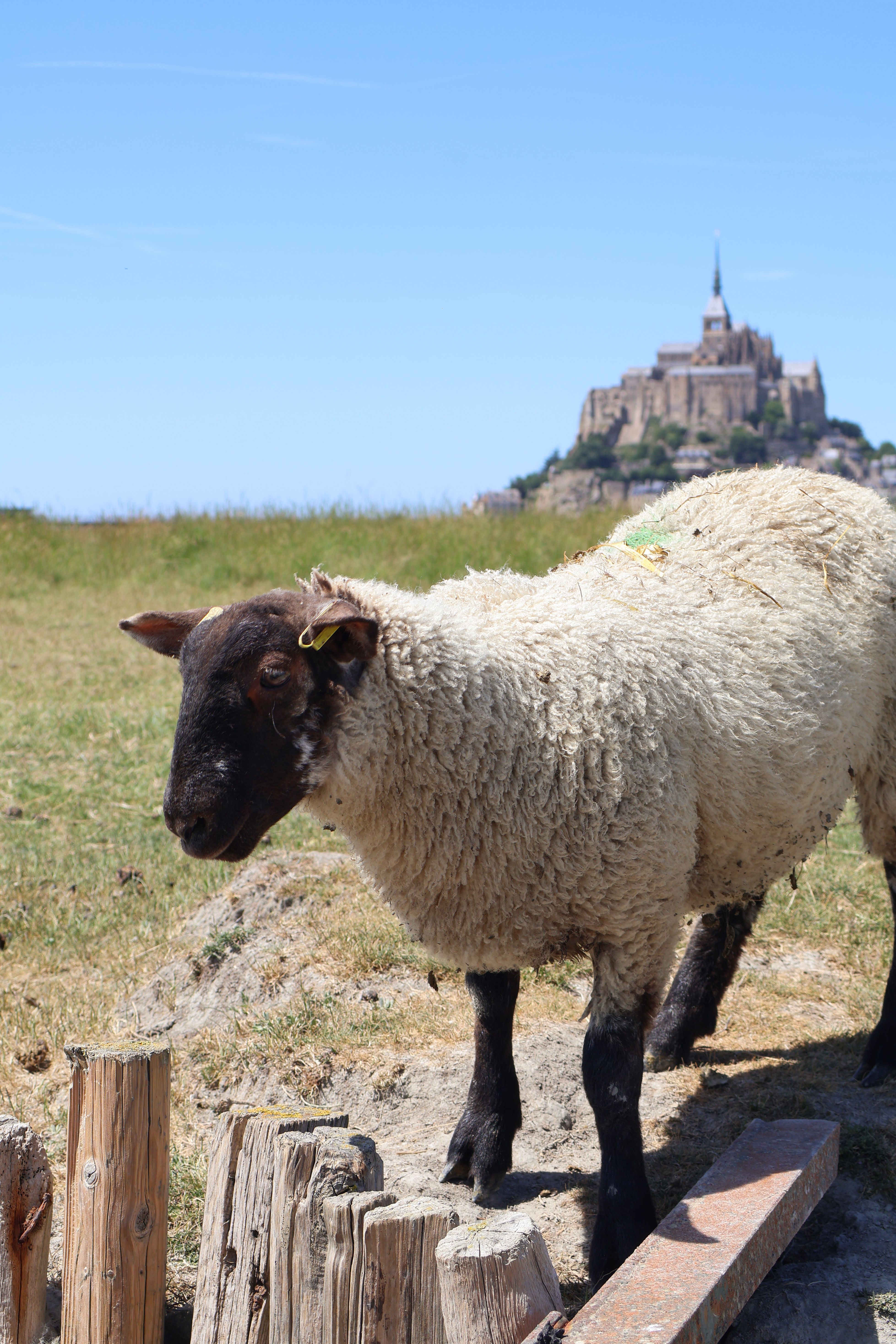 Sheep grazing near Mont Saint-Michel, France · Free Stock Photo