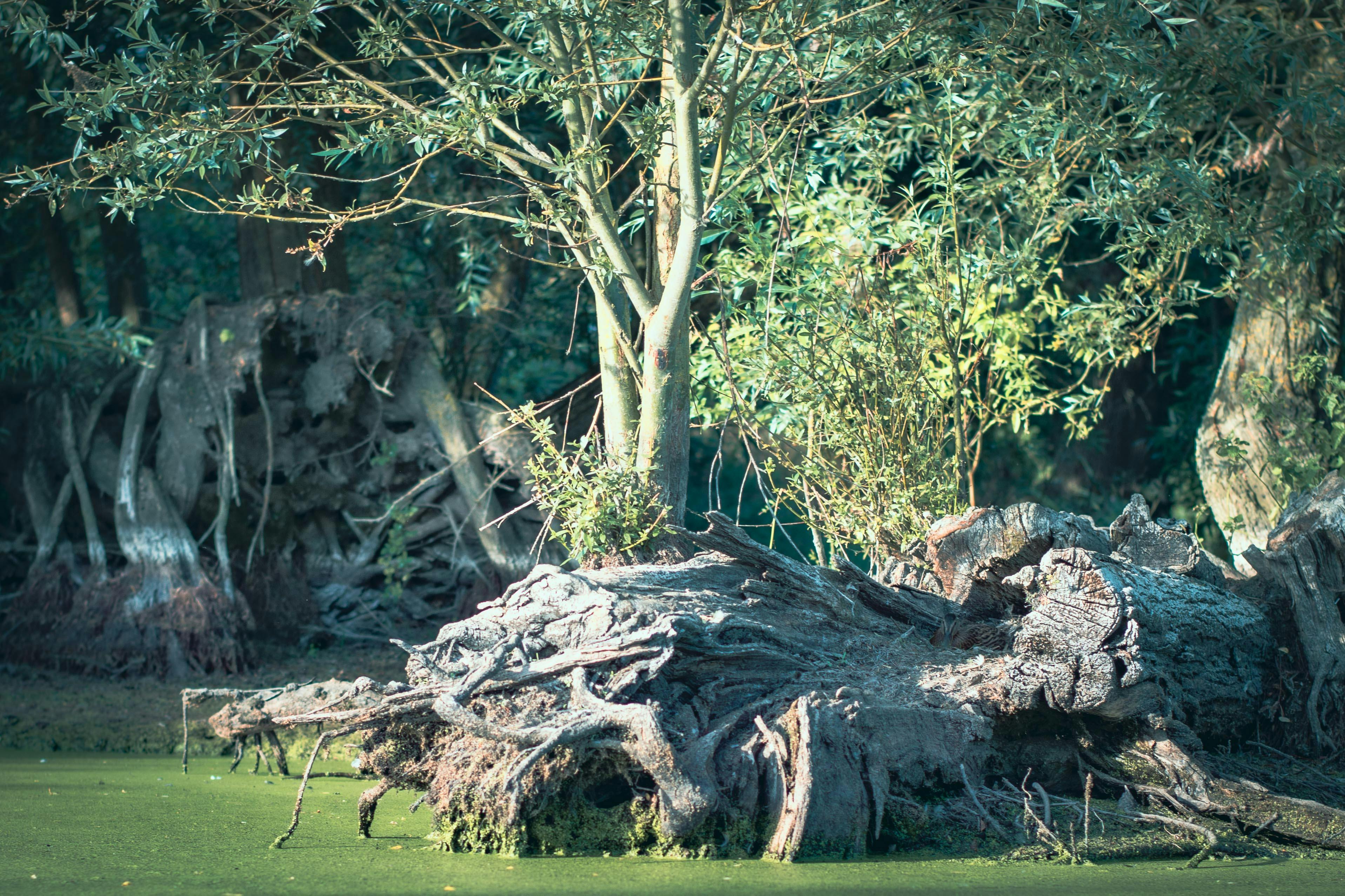 Tree Roots Photos, Download The BEST Free Tree Roots Stock Photos & HD ...