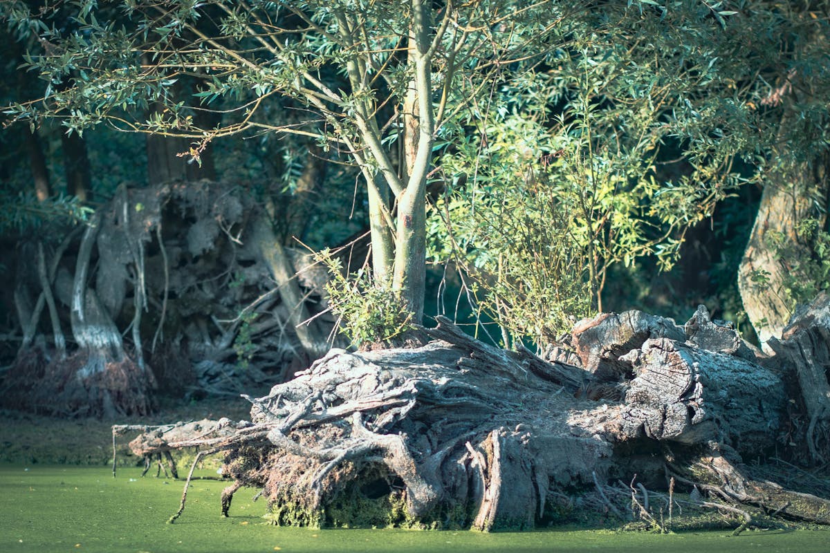 Tree Roots Photos, Download The BEST Free Tree Roots Stock Photos & HD ...