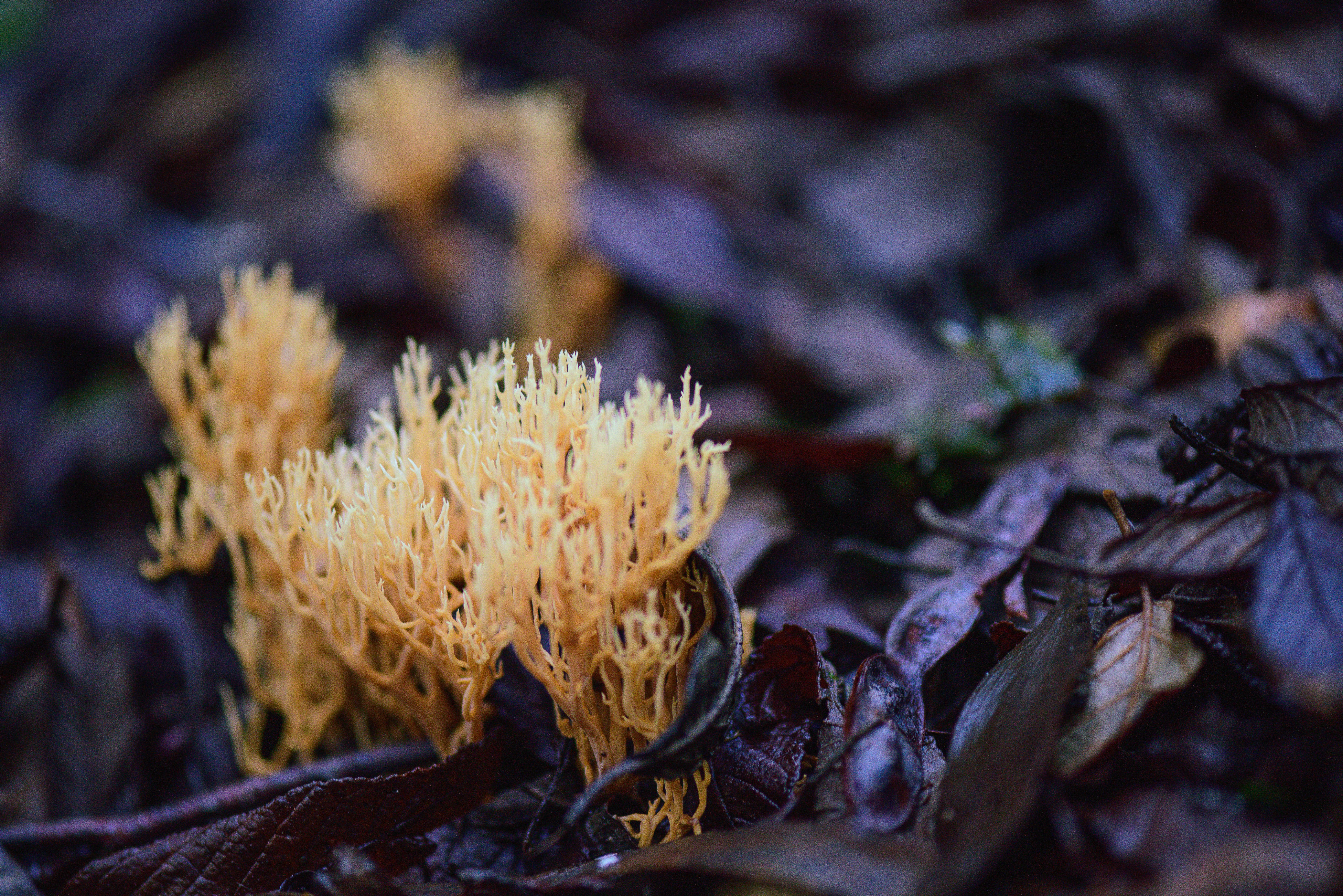 Coral Fungi Amidst Autumn Leaves in Tasmania · Free Stock Photo