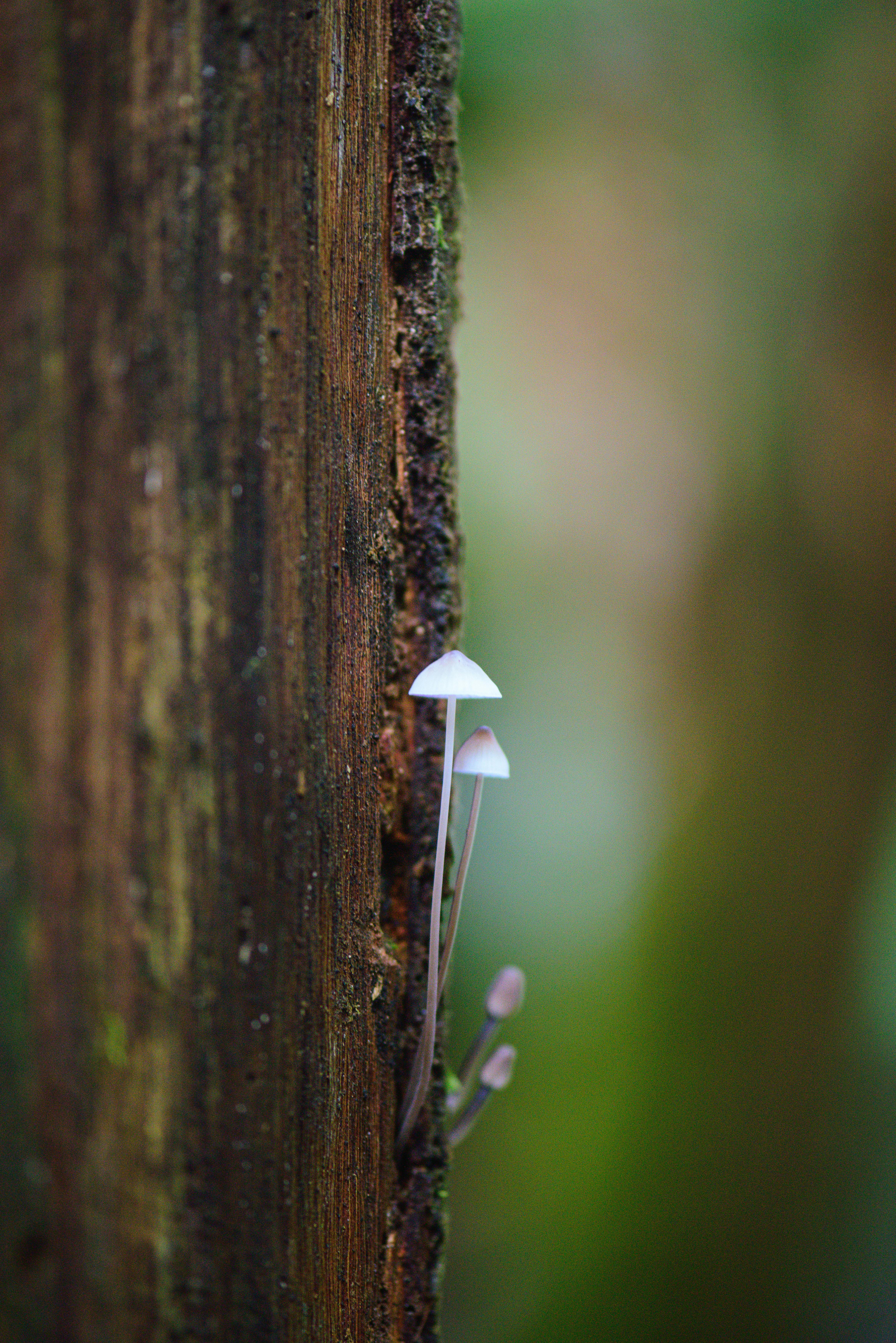 Aerial+View+Of+Lake+In+Kootenay+Plains+Ecological+Reserve,+Canada ...