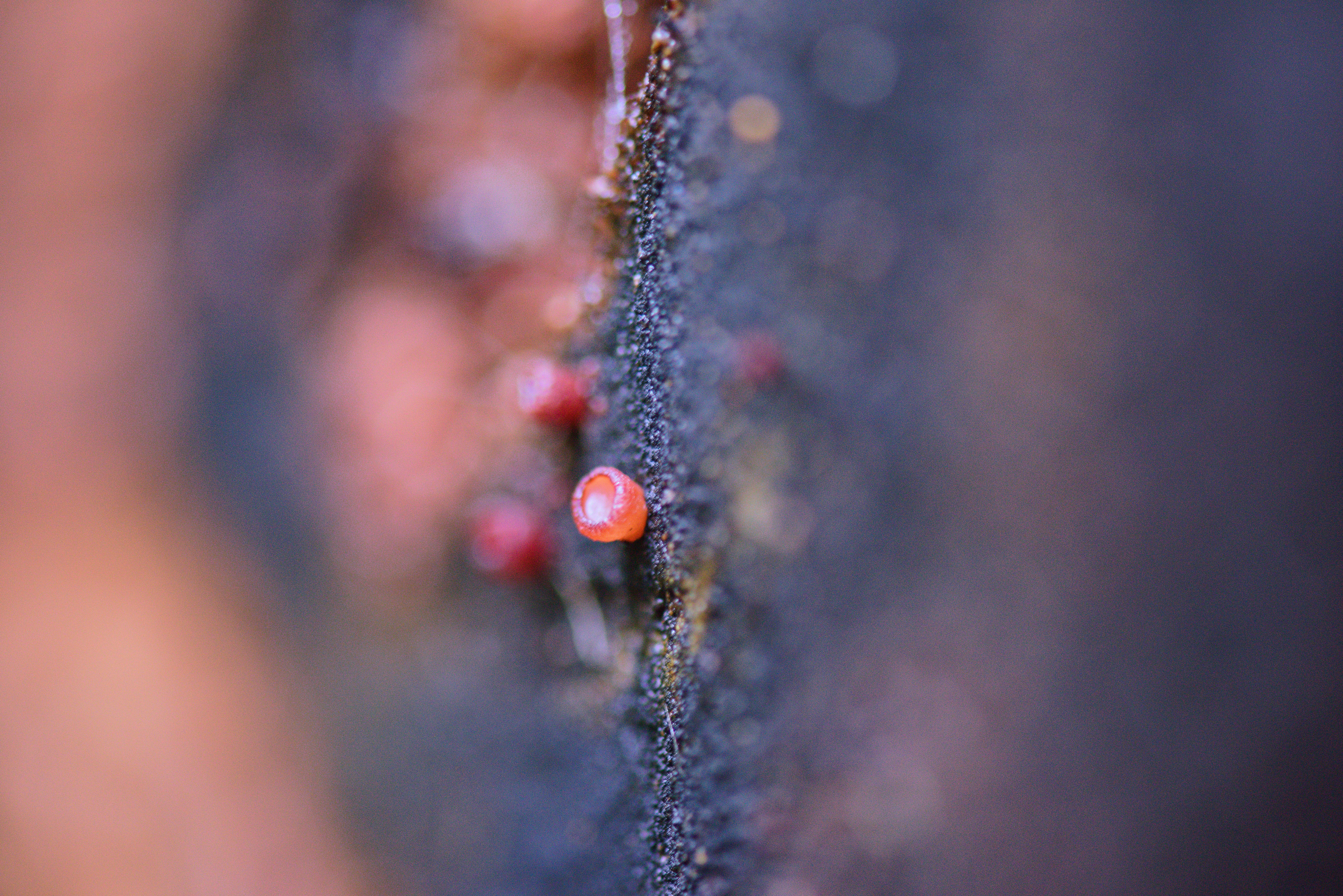 Close-Up of Orange Fungus on Tree Bark at Mount Field · Free Stock Photo